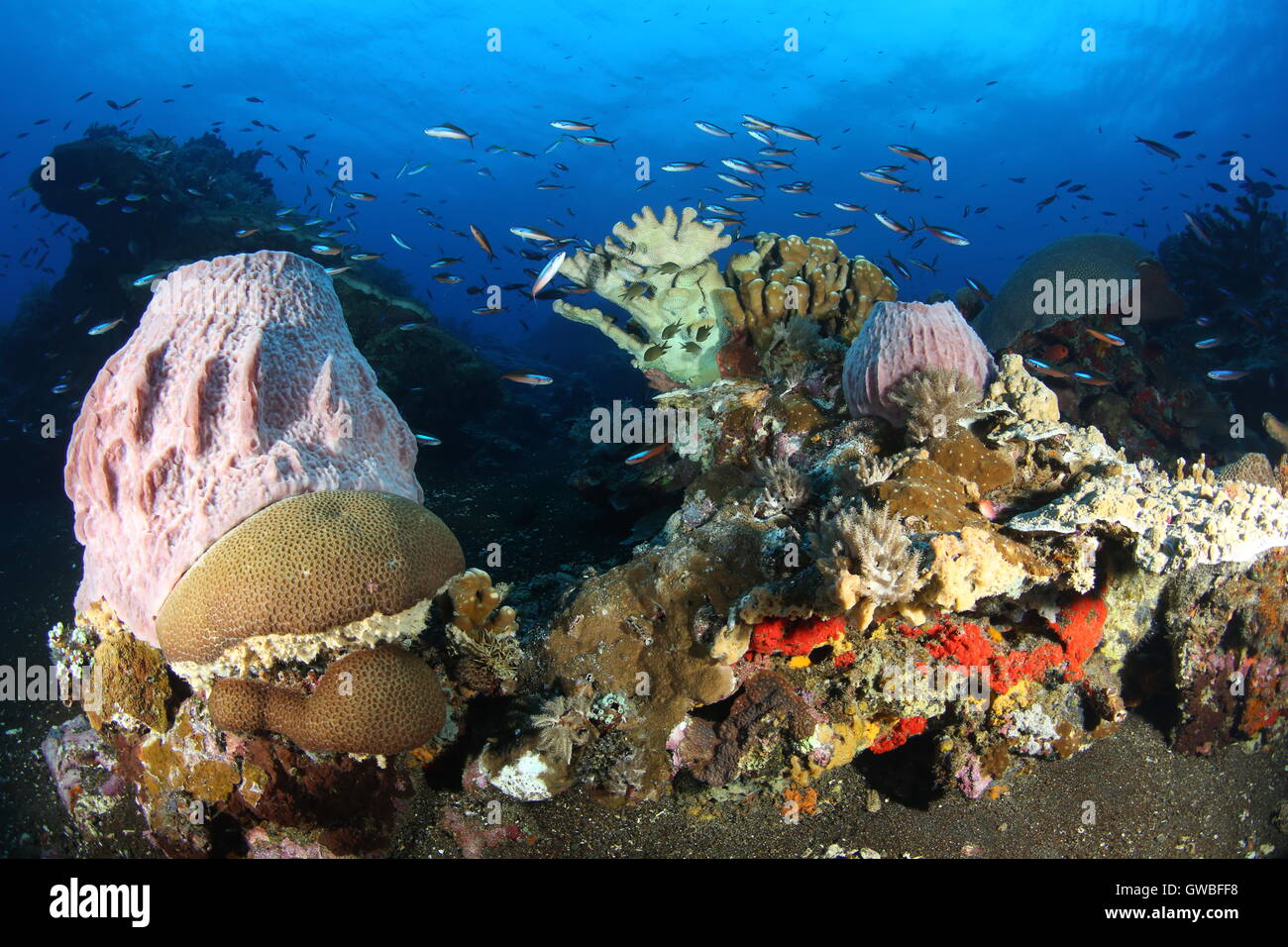 coral life diving Underwater Papua New Guinea Pacific Ocean Stock Photo ...