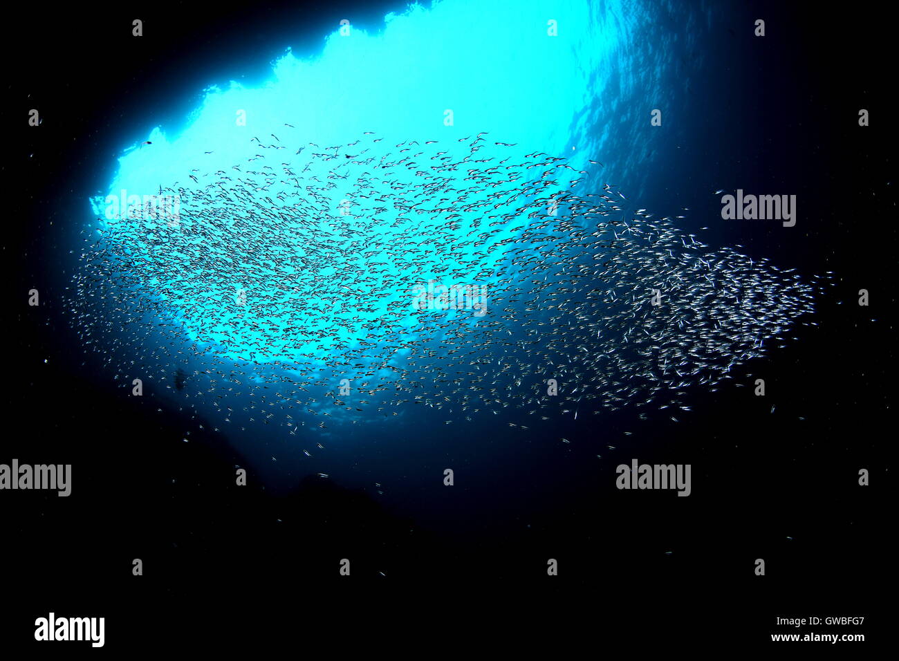 coral life diving Underwater Papua New Guinea Pacific Ocean Stock Photo ...