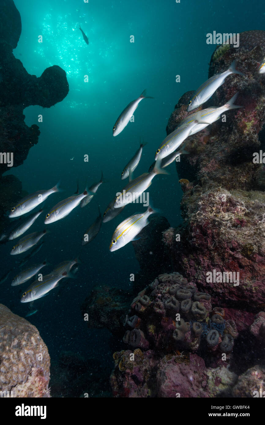 school of fish at coral reef in Abrolhos National Marine Park, Bahia ...