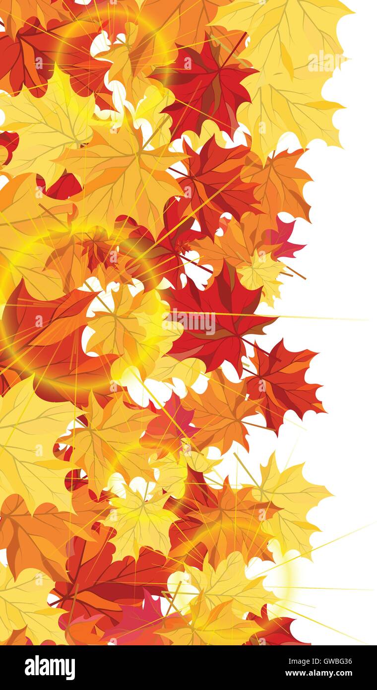Autumn Frame With Maple Leaves on Branches of Tree Over White ...