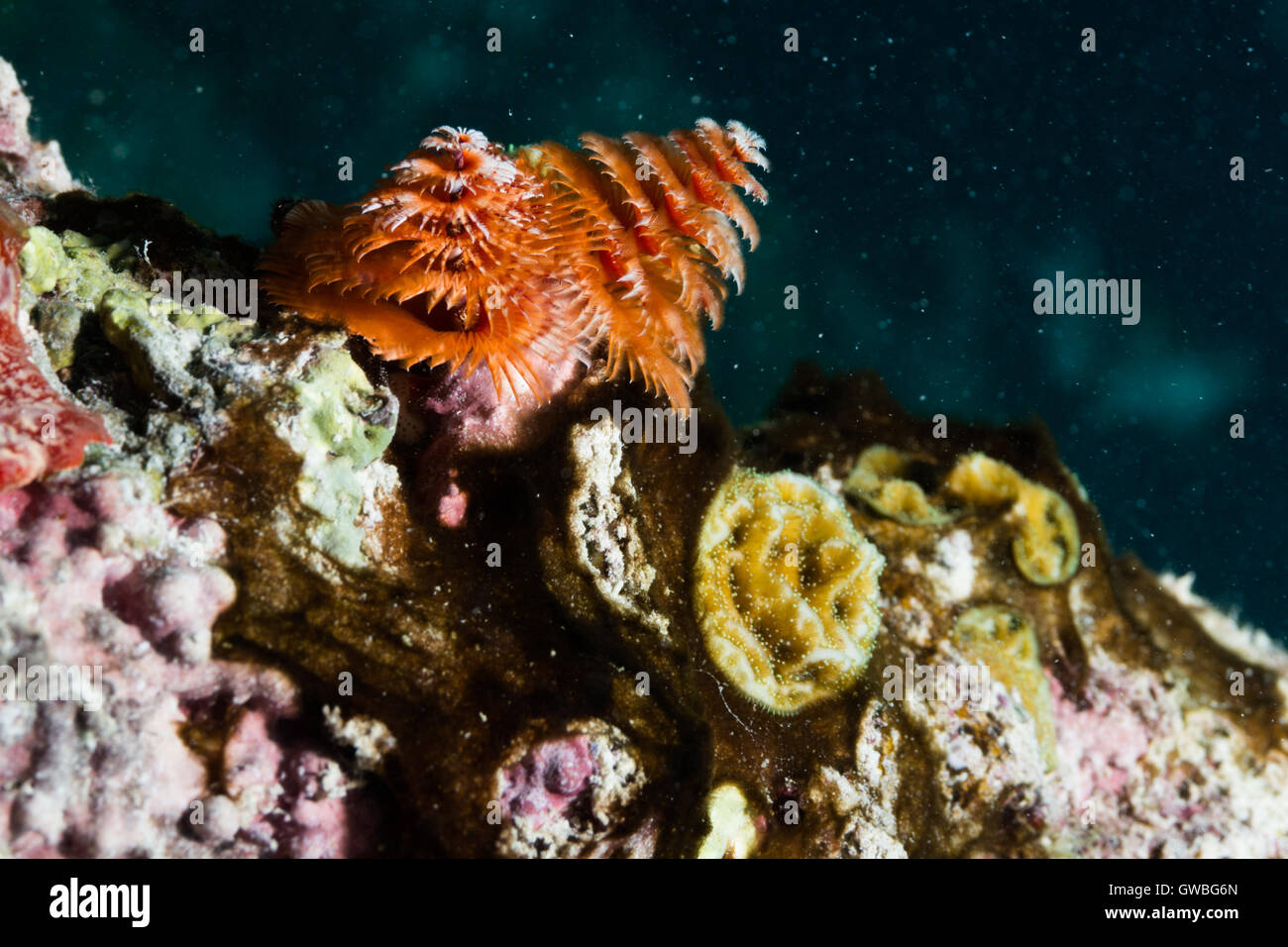 Tube building polychaete worm hi-res stock photography and images - Alamy
