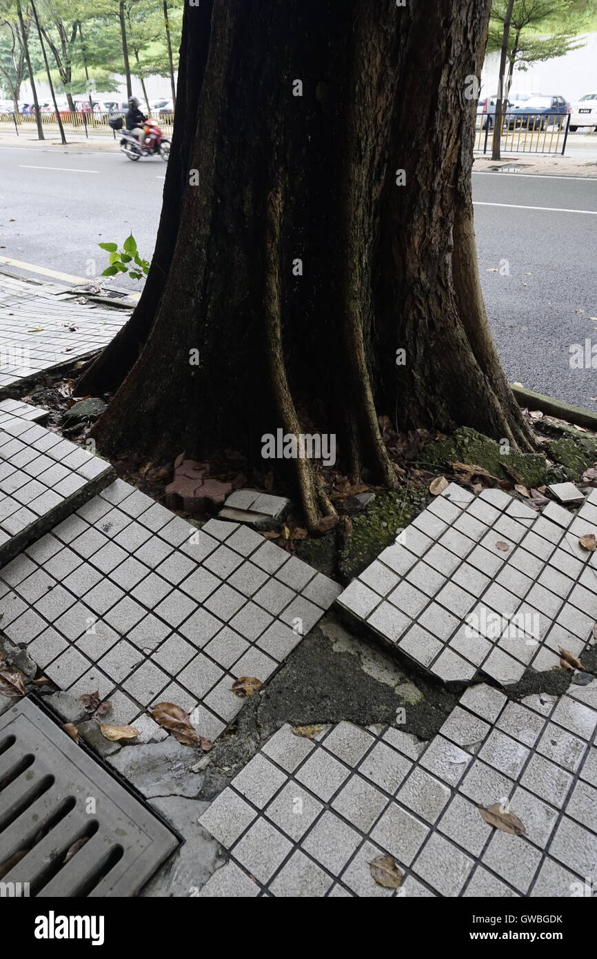 pavement cracking from tree roots Stock Photo - Alamy