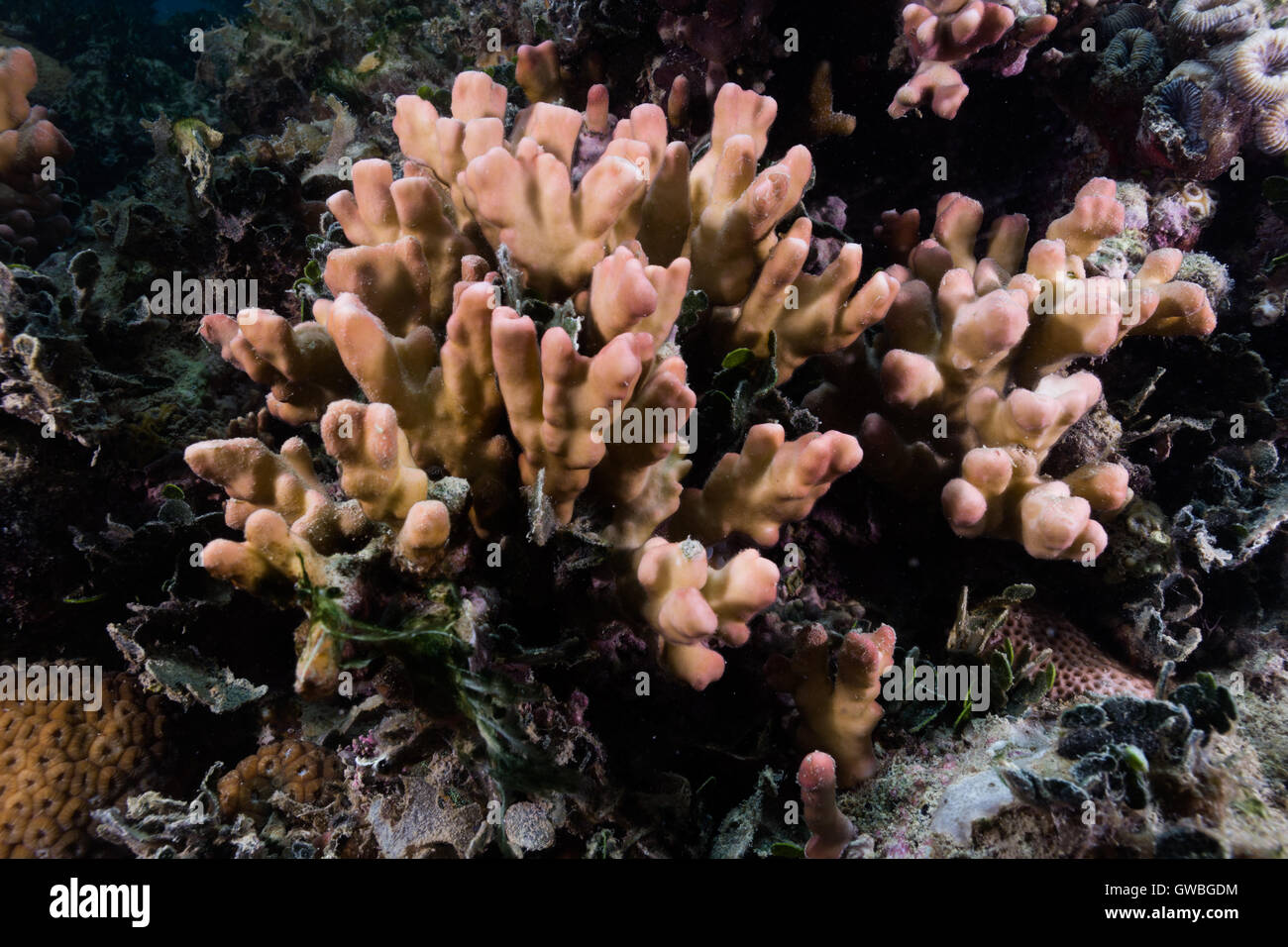 Millepora nitida Hidrocoral underwater Abrolhos marine protected area ...