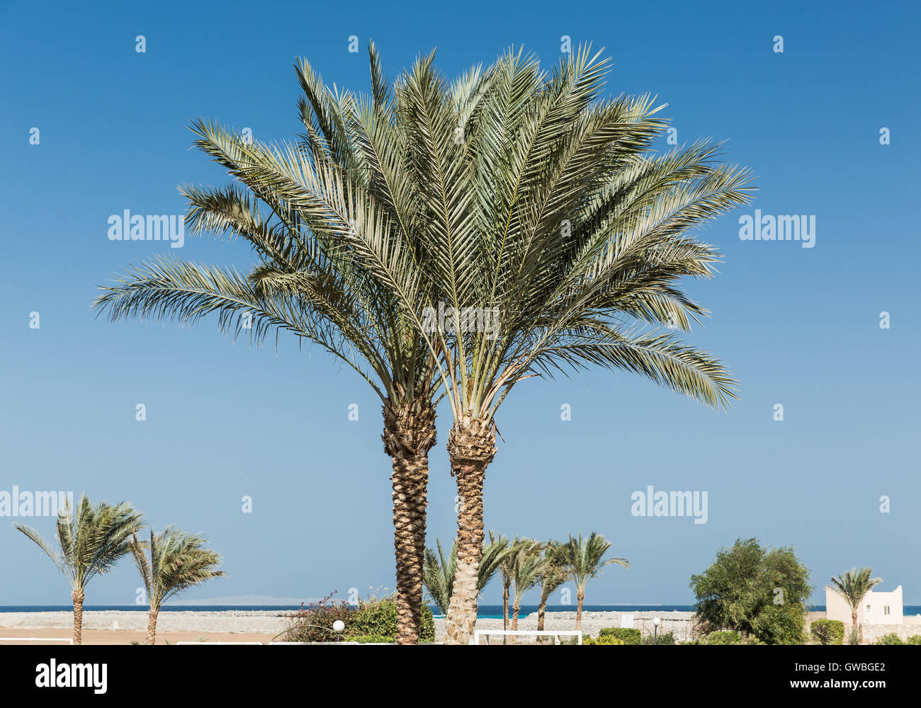 Green palm trees Stock Photo - Alamy