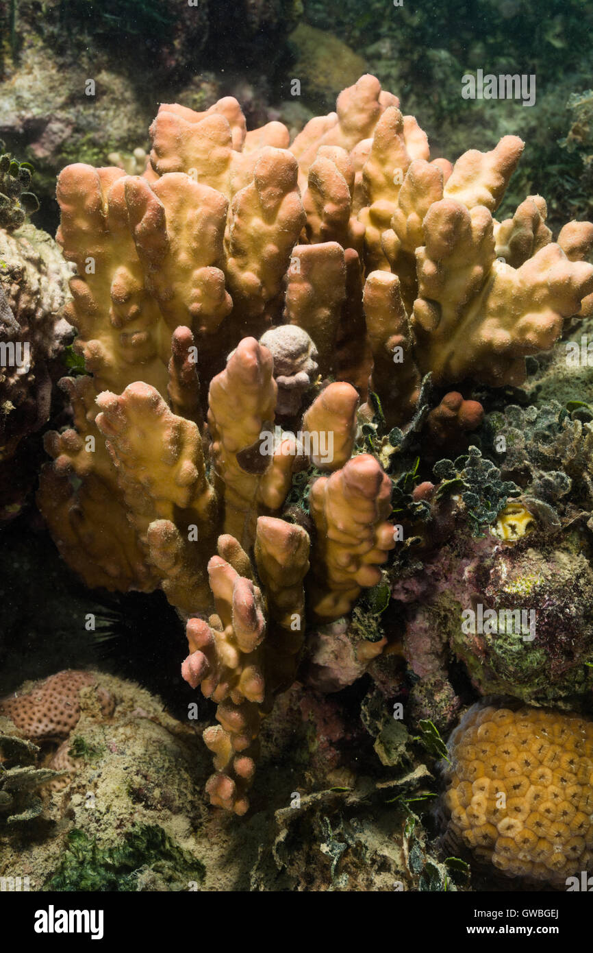 Millepora nitida Hidrocoral underwater Abrolhos marine protected area ...