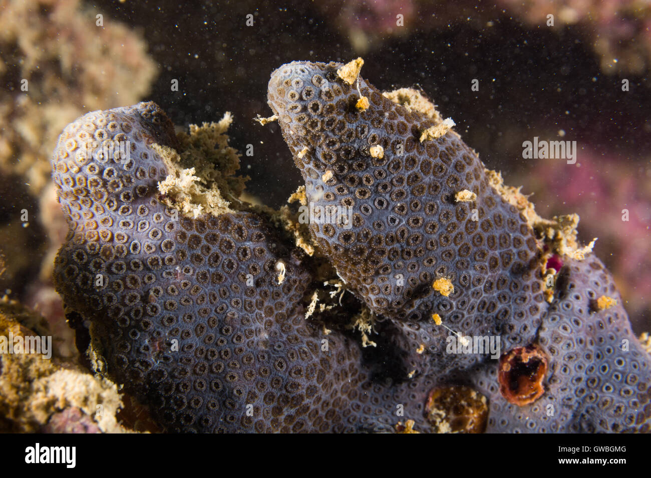 Reef corals and sponges underwater Abrolhos, Bahia, Brazil Stock Photo ...