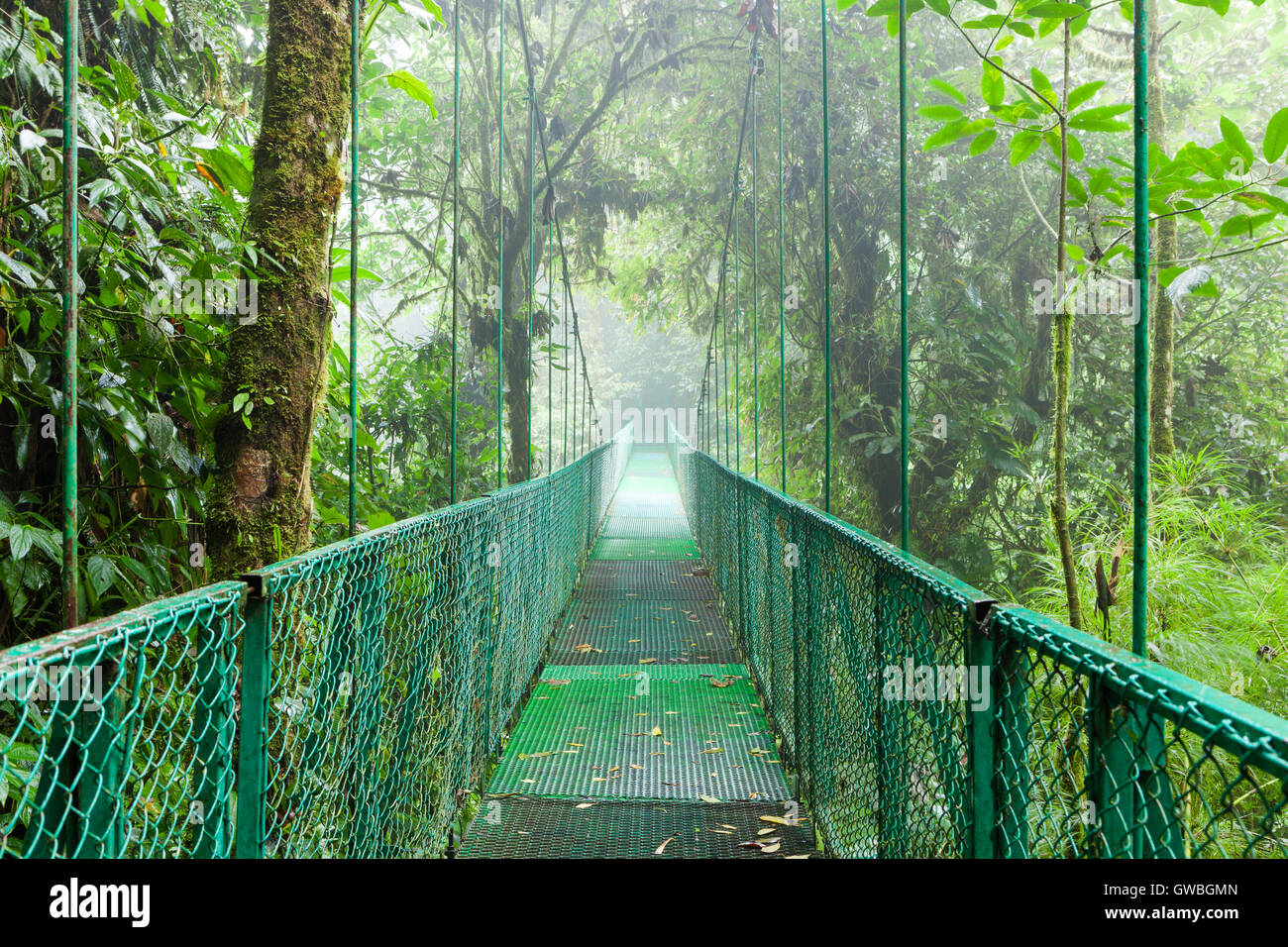 Suspension bridge in rainforest Stock Photo - Alamy