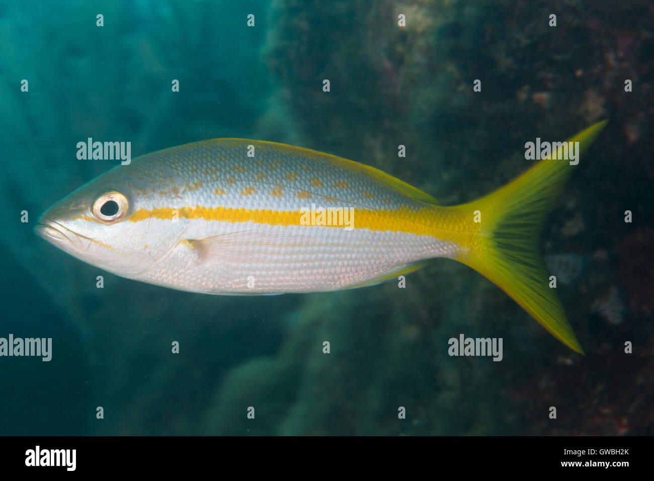 Yellow tail snapper Ocyurus Chrysurus underwater Abrolhos, Bahia ...