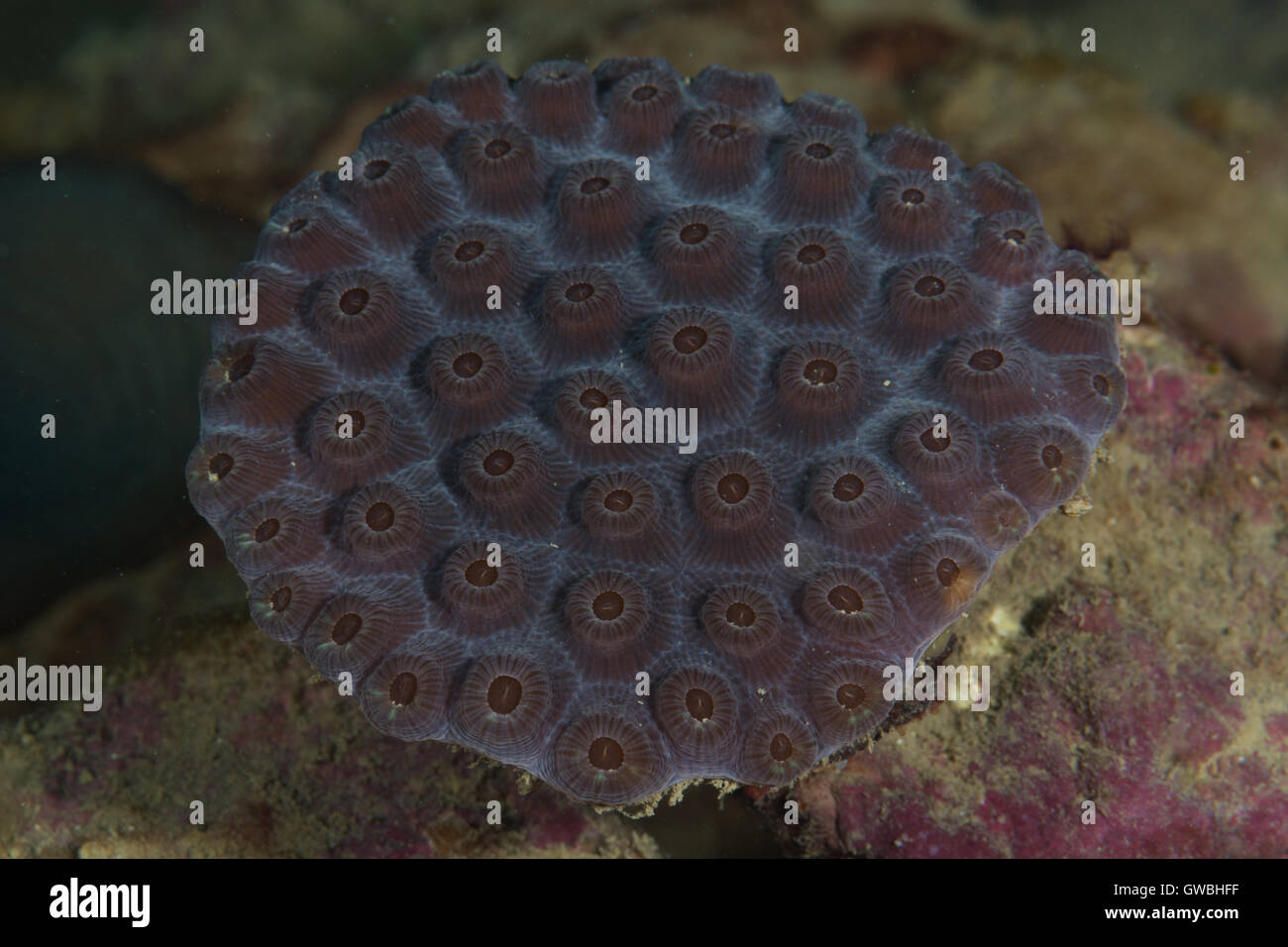 reef coral Montastrea cavernosa underwater Abrolhos Marine National ...