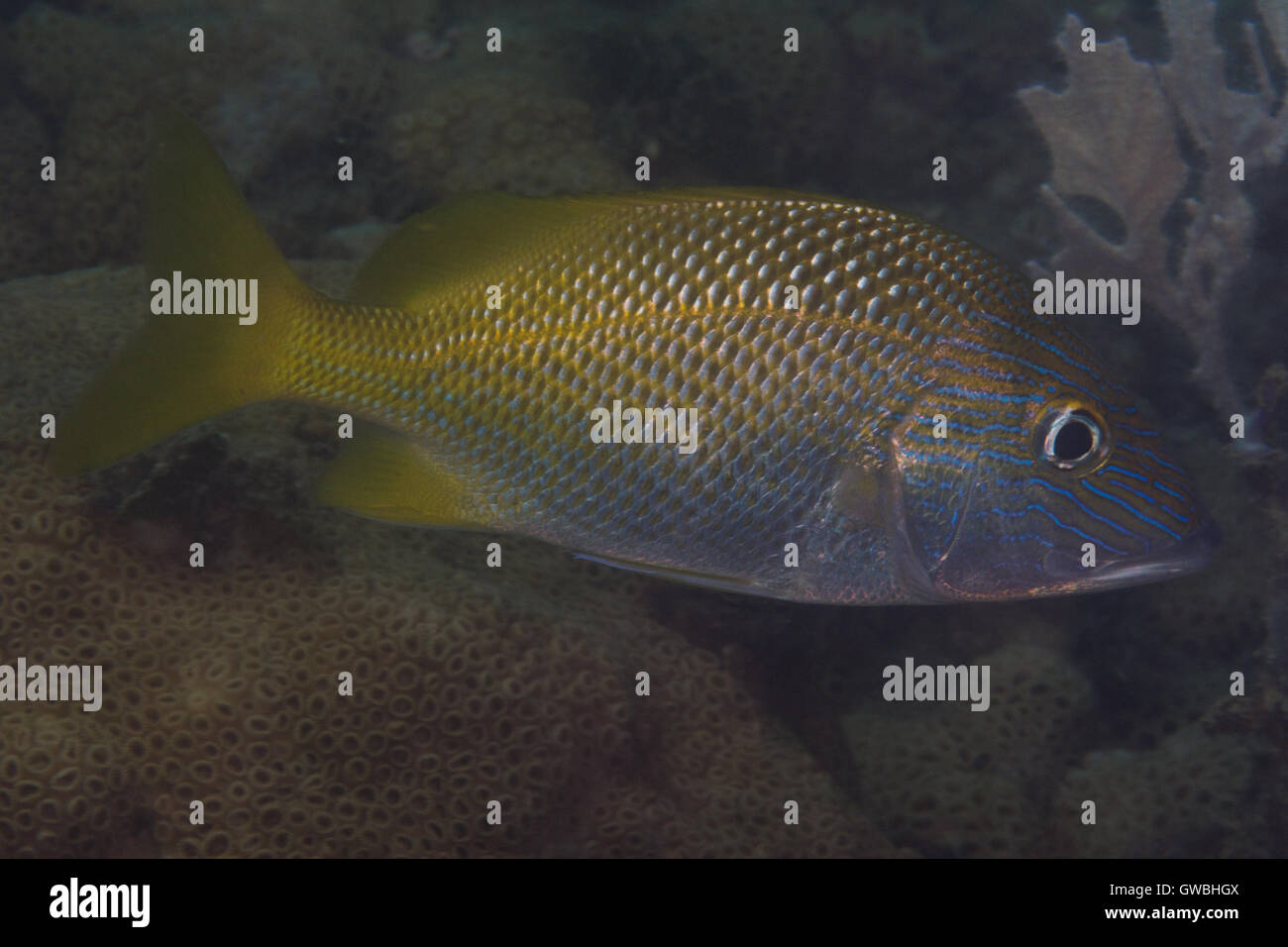 Haemulon plumieri white grunt reef fish underwater at Abrolhos, Bahia ...