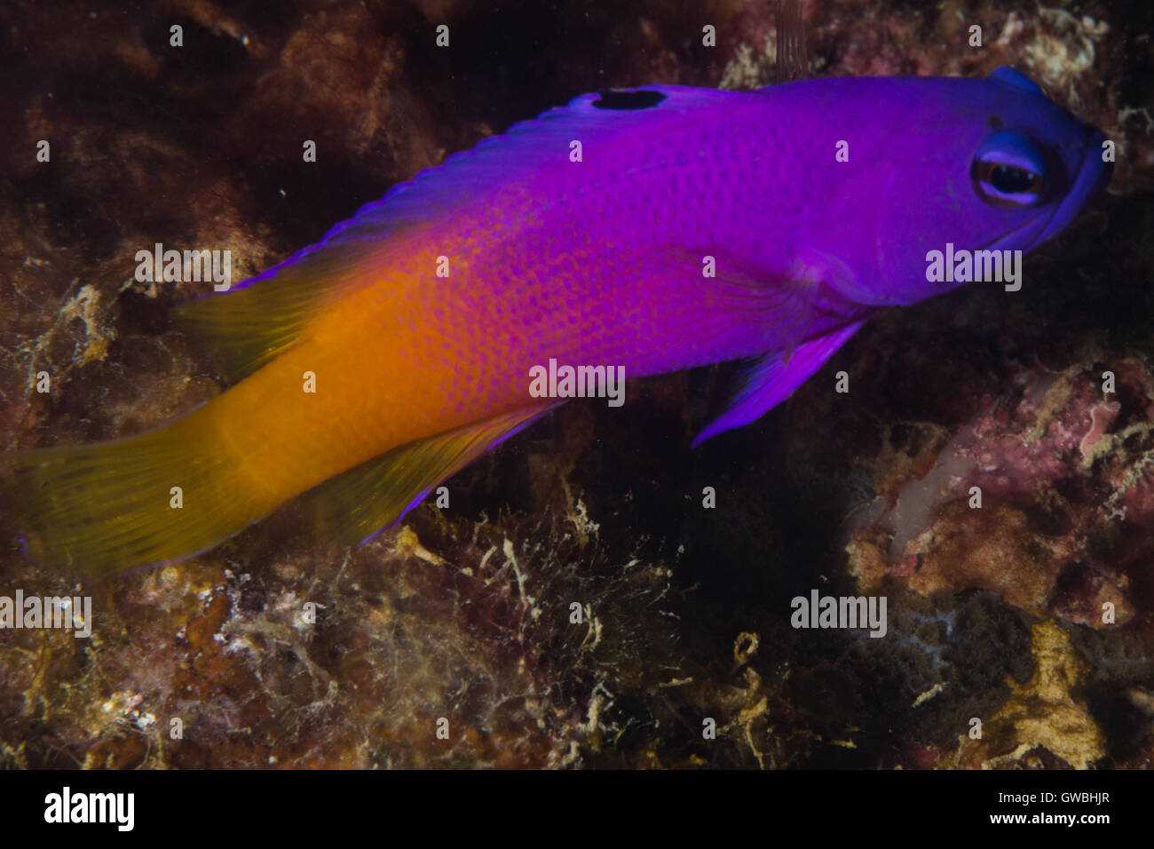 Basslet hi-res stock photography and images - Alamy