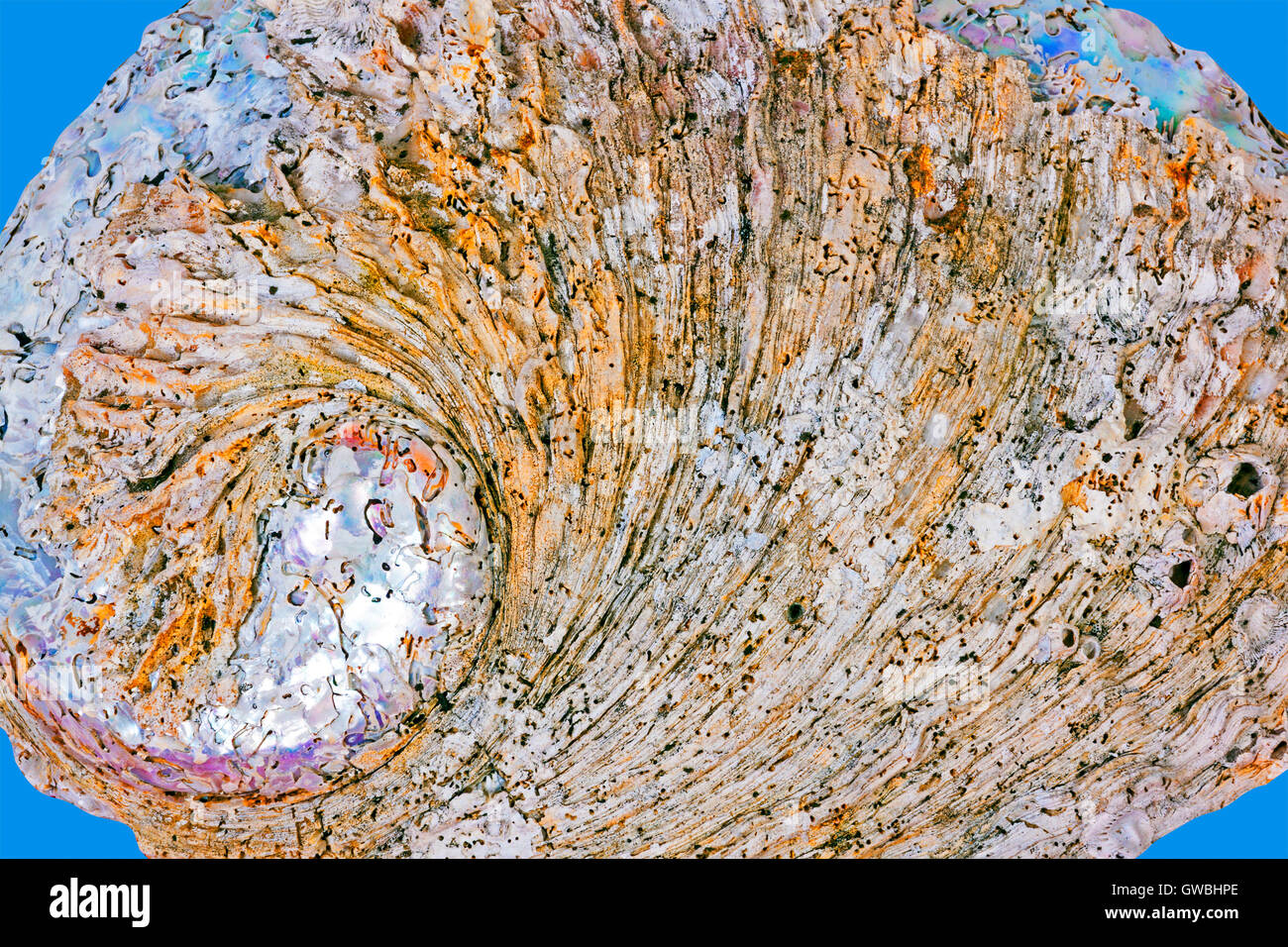 Close up of spiral patterns and textures on sea shell background Stock ...