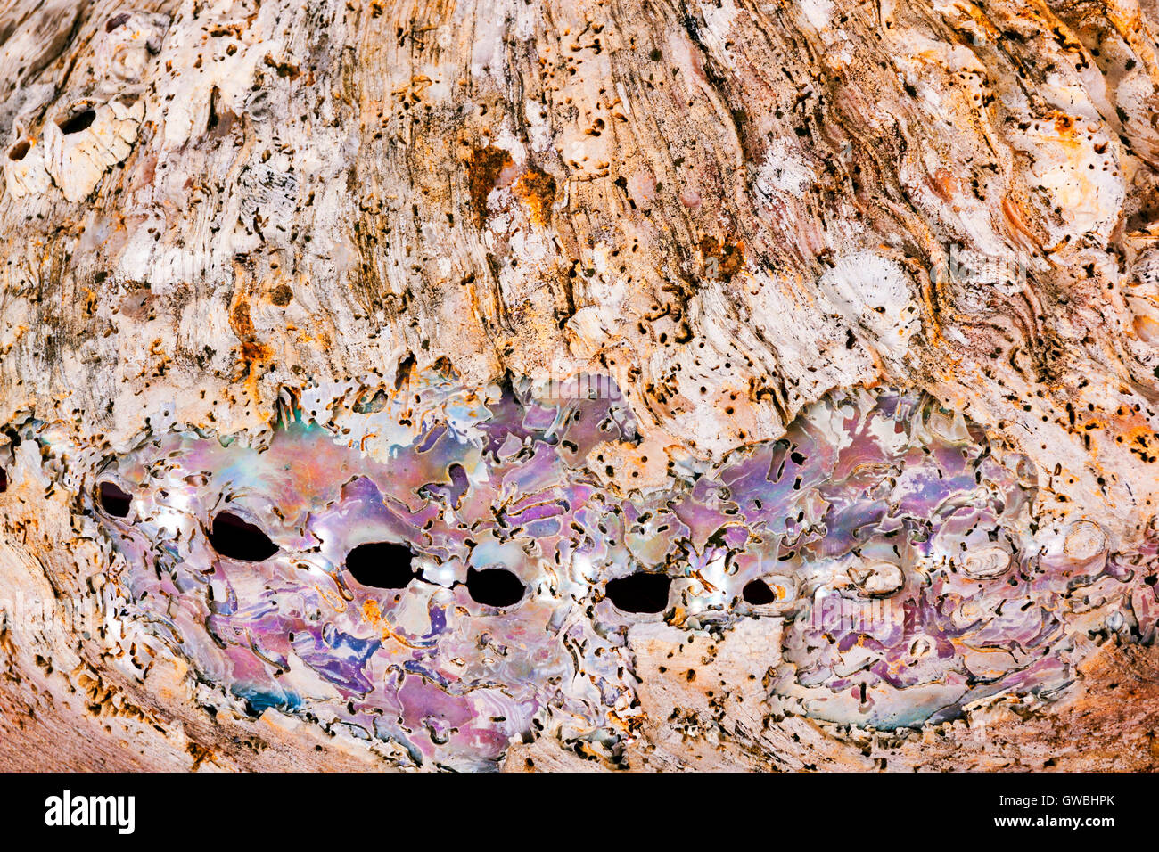 Extreme close up of patterns and textures detail on sea shell ...