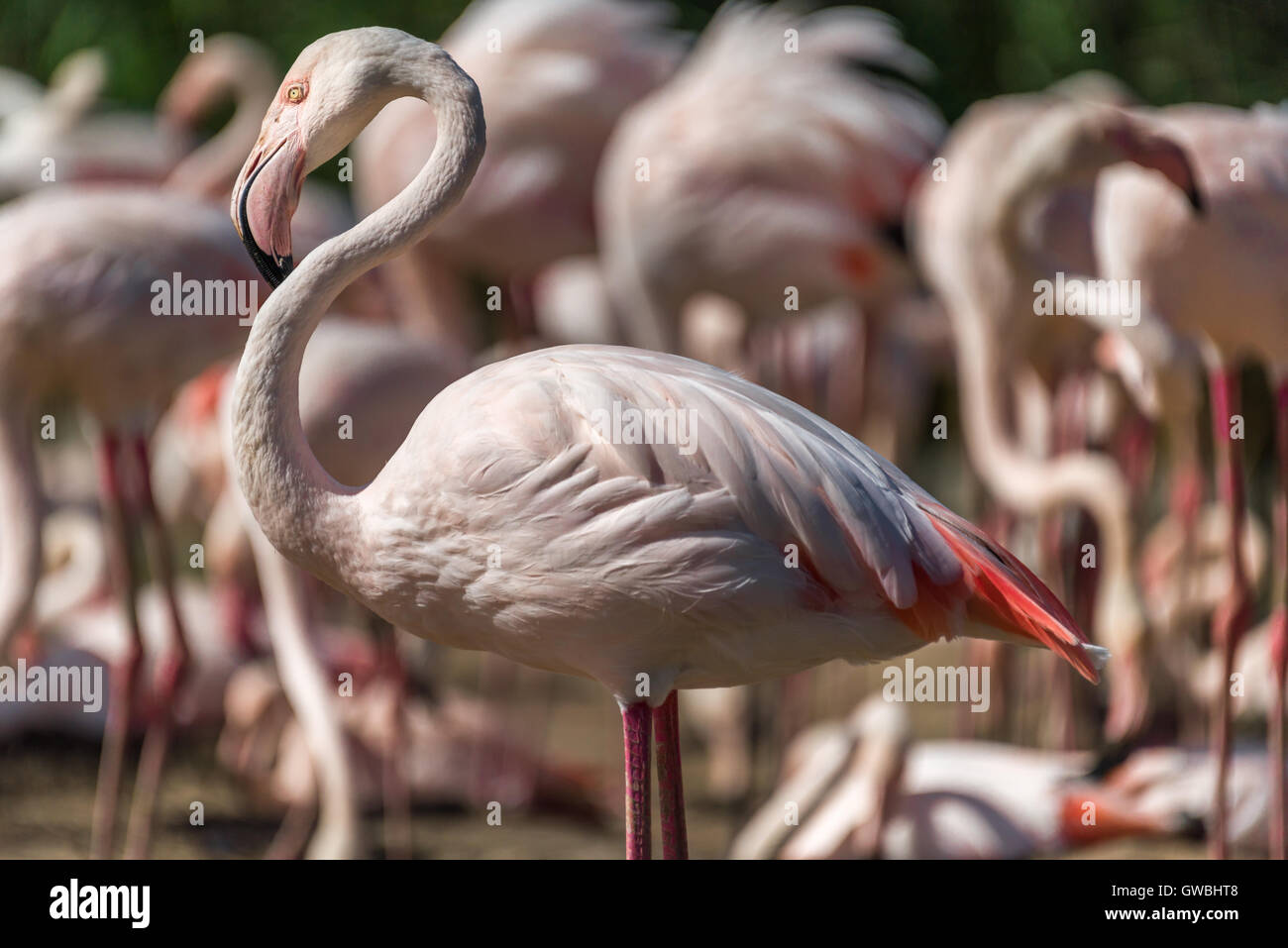 The Greater Flamingo, the largest species of Flamingo, at WWT ...