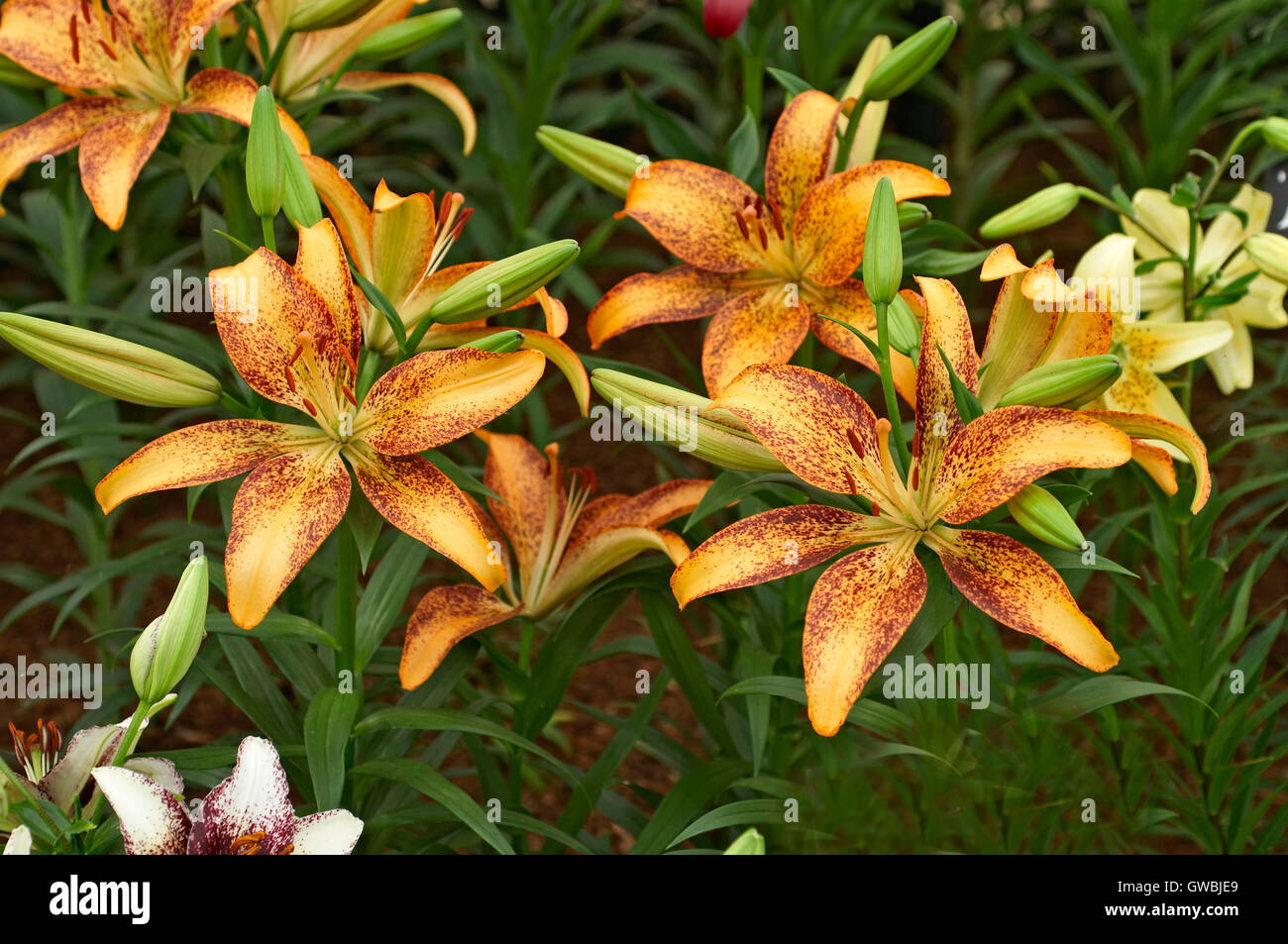 Flowering Lilium Kentucky in a garden border Stock Photo - Alamy