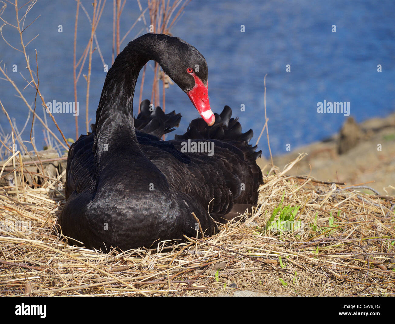 A single black swan nesting off the bank of Senba Lake at Kairakuen ...