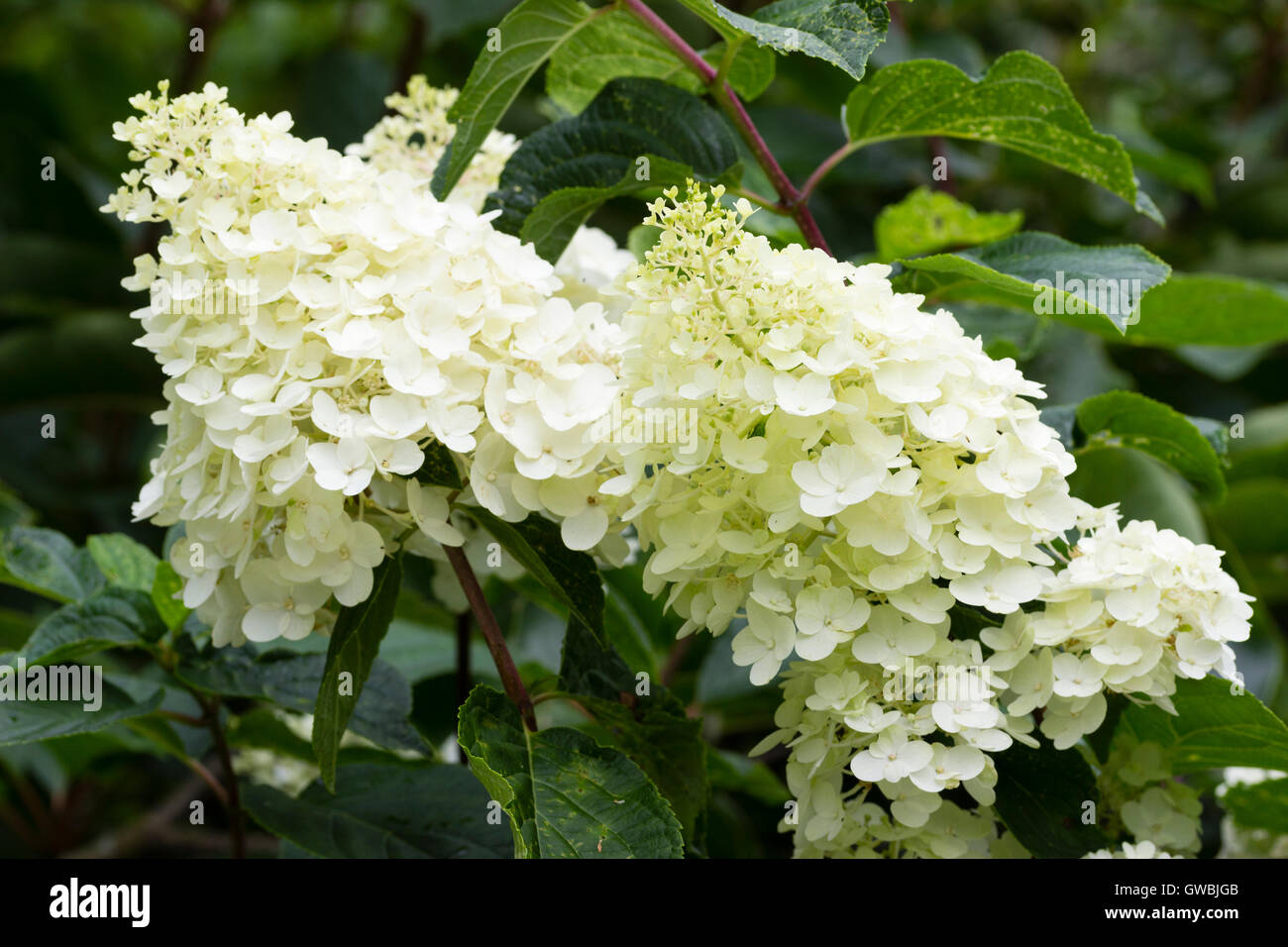 Creamy white sterile flowers in the heads of the Autumn flowering shrub ...