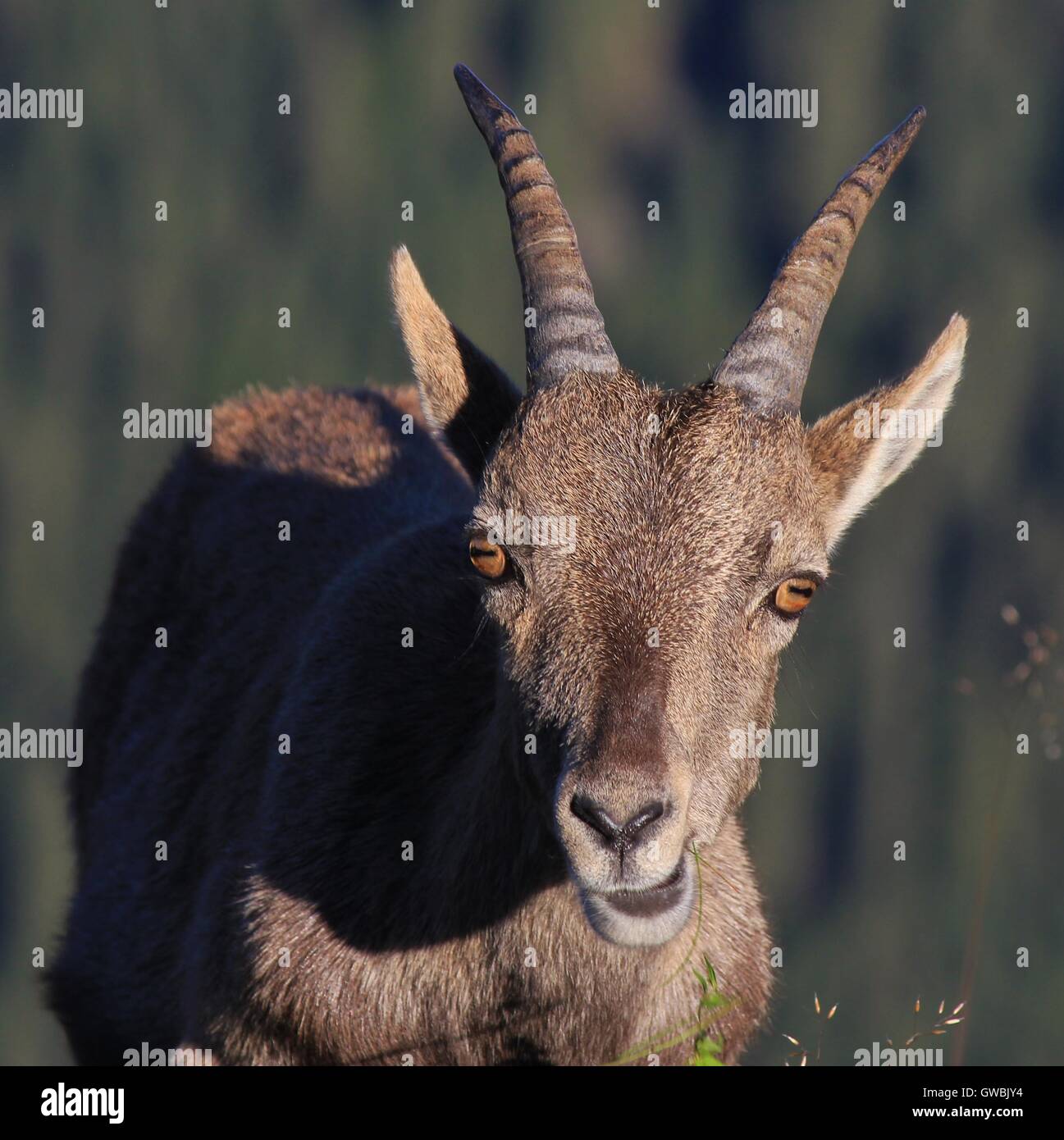 Head of a female alpine ibex. Front view. Wild animal living in the ...