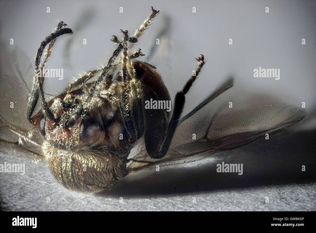 Dead fly hi-res stock photography and images - Alamy