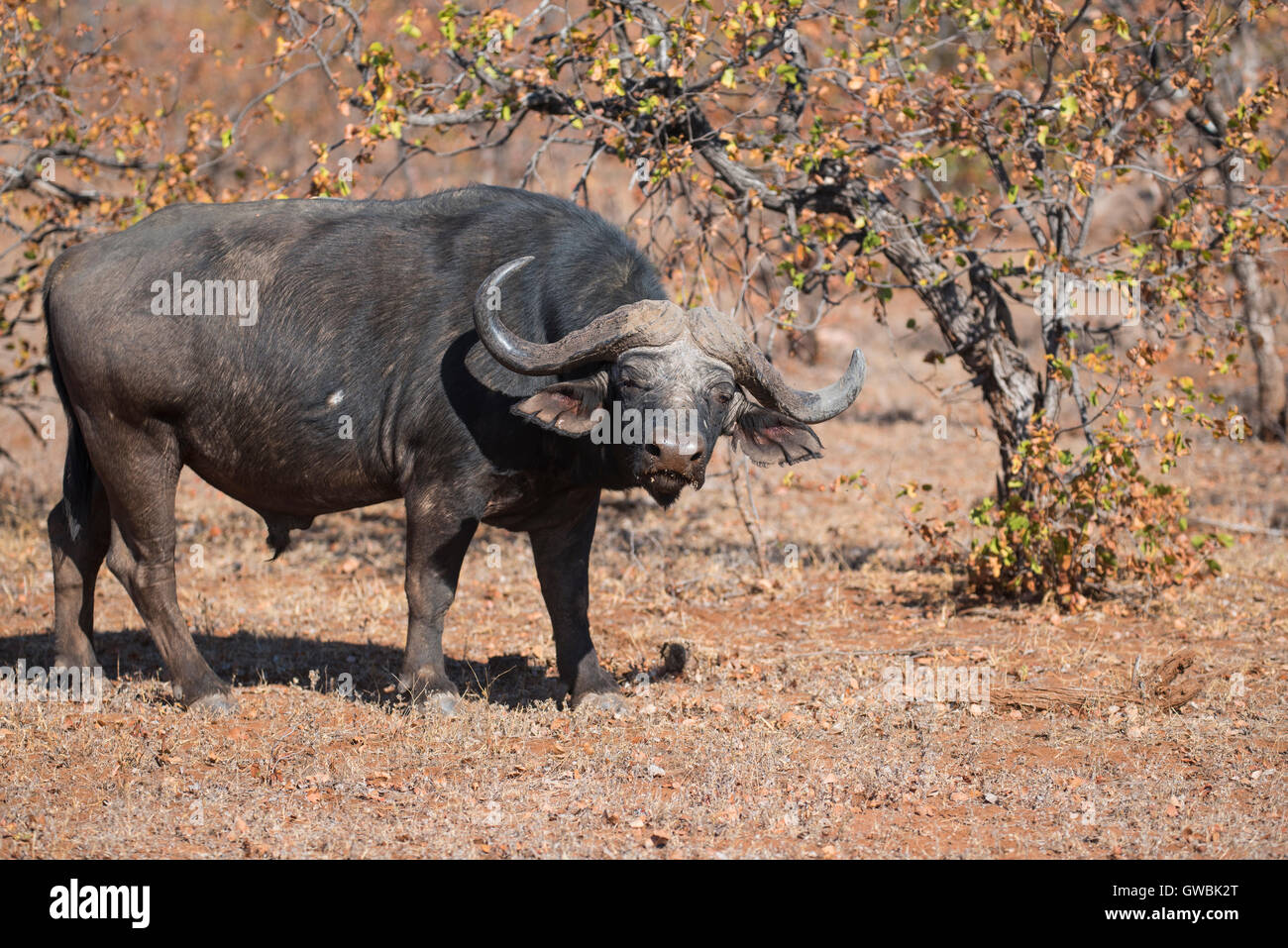 Buffalo bull moving through mopani veld Stock Photo - Alamy