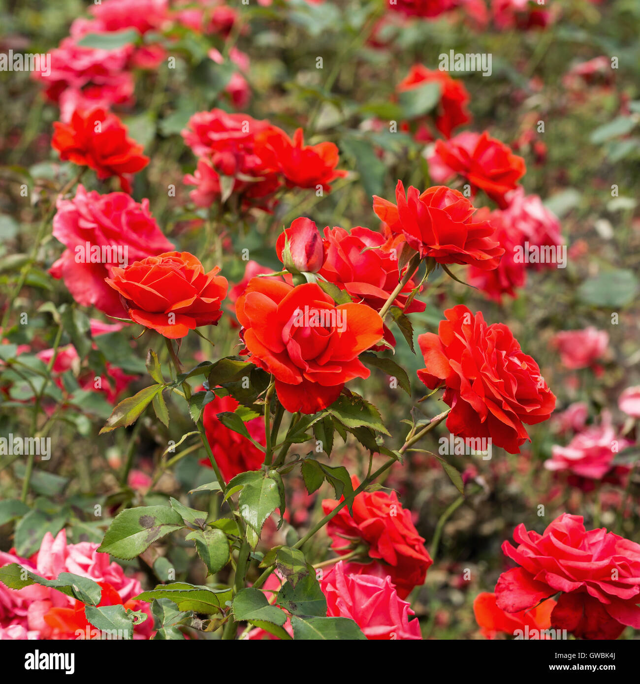 Kanegem Floribunda Rose Stock Photo - Alamy