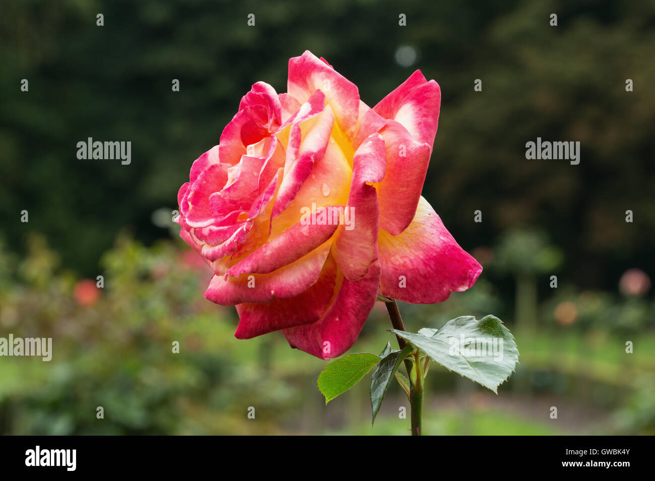 Pullman Orient Express Rose Stock Photo - Alamy