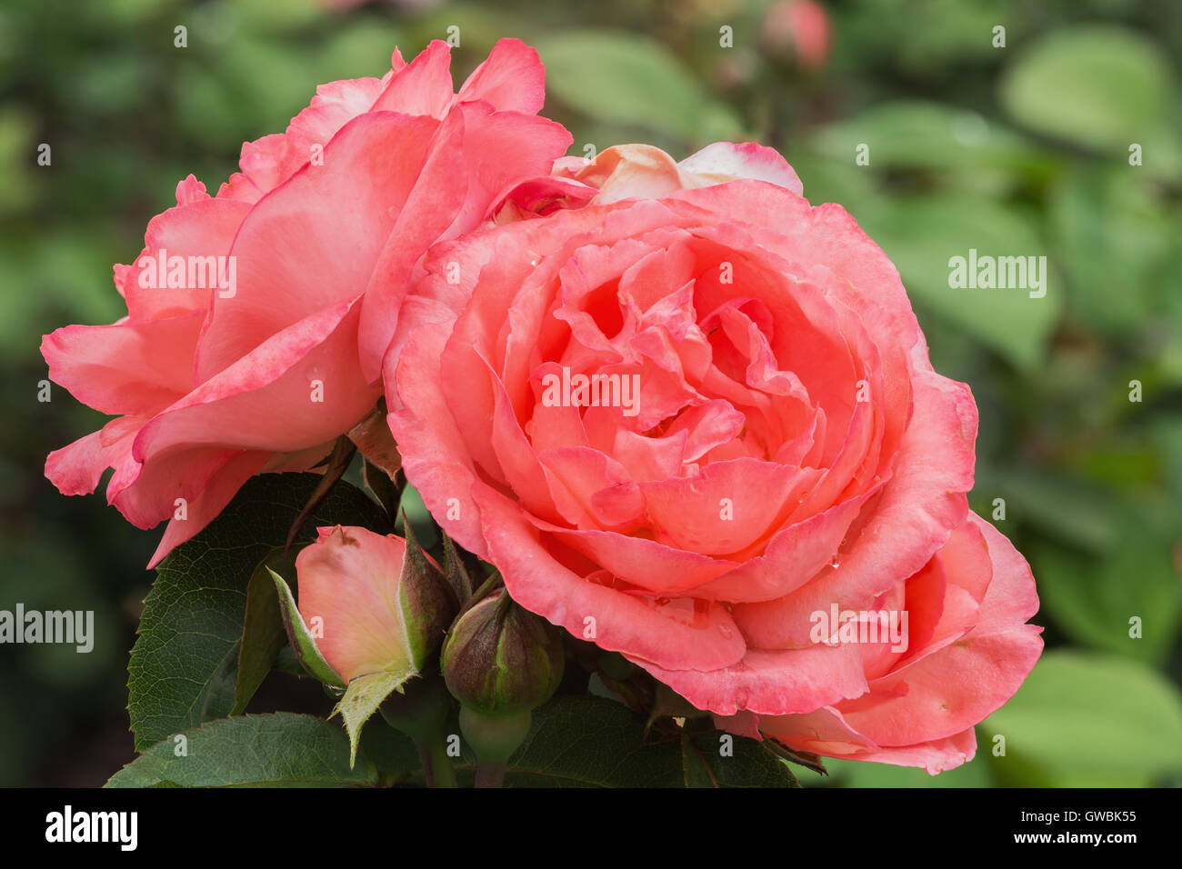 Pink Panther rose Stock Photo - Alamy