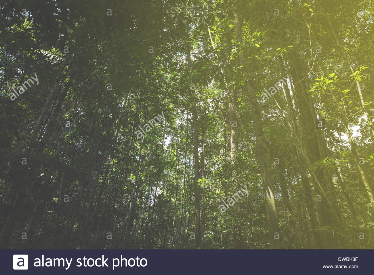 Amazon Rainforest Stock Photos & Amazon Rainforest Stock Images - Alamy