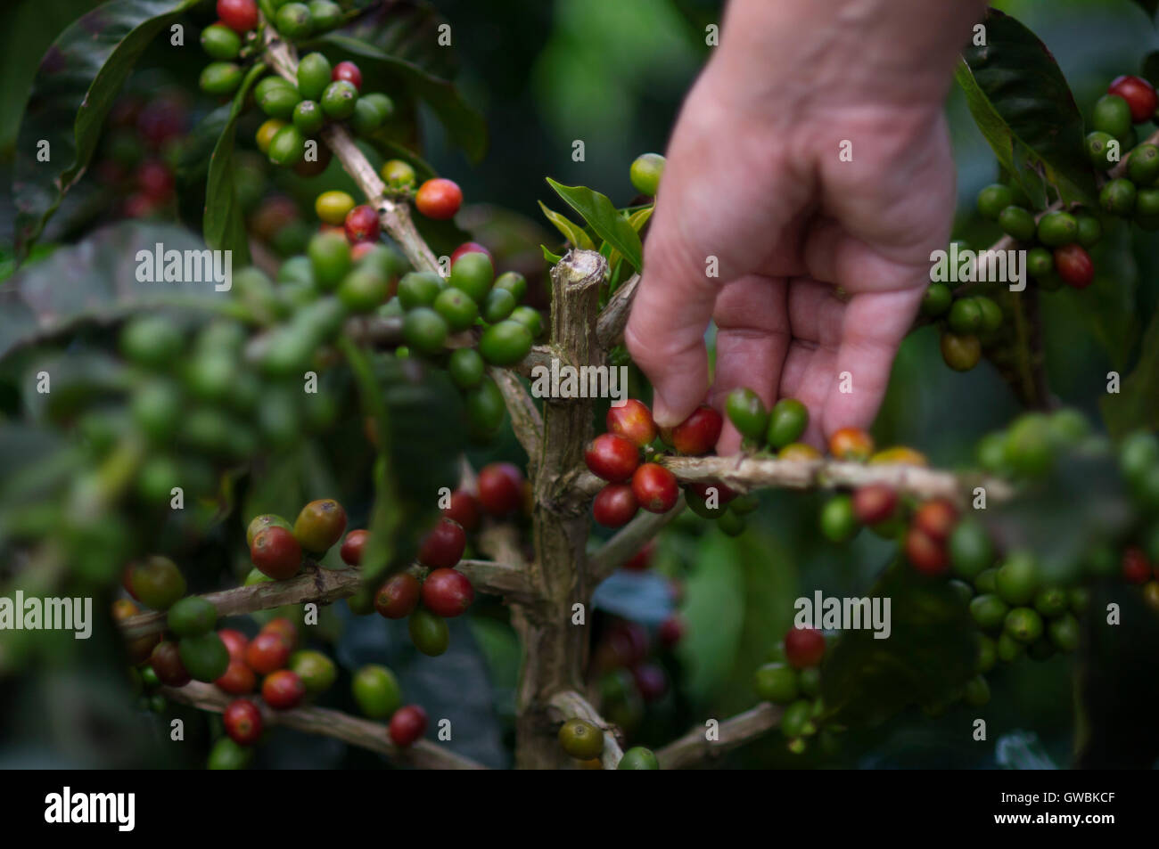 Harvest of coffee at Hacienda San Alberto. Coffee plantations near the ...