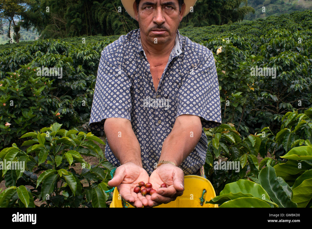 Harvest of coffee at Hacienda San Alberto. Coffee plantations near the ...