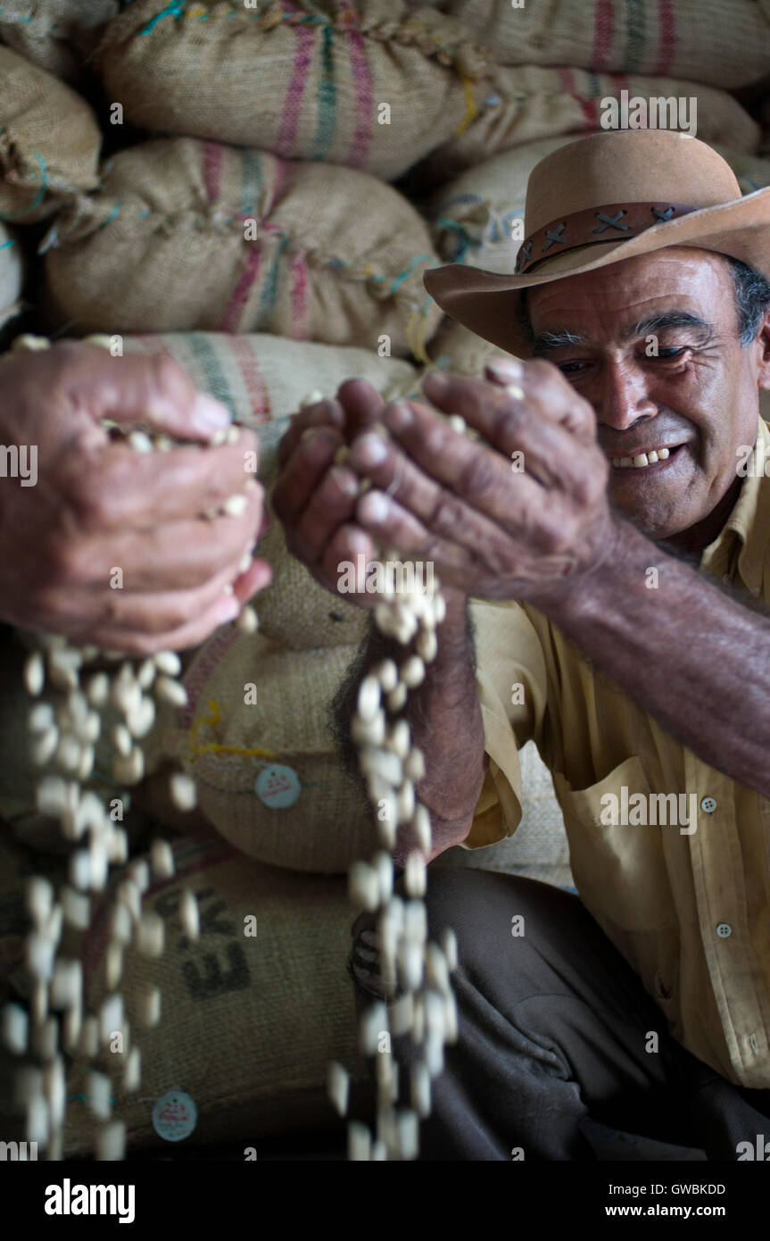 Dried coffee beans ready for roasting at Hacienda San Alberto ...