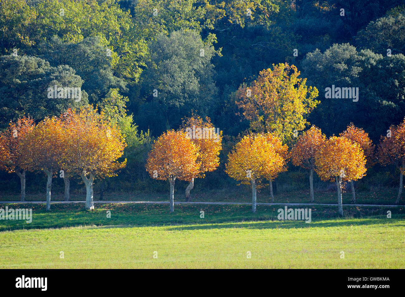 Landscape in autumn with an alignment of solid shafts with colors and a ...