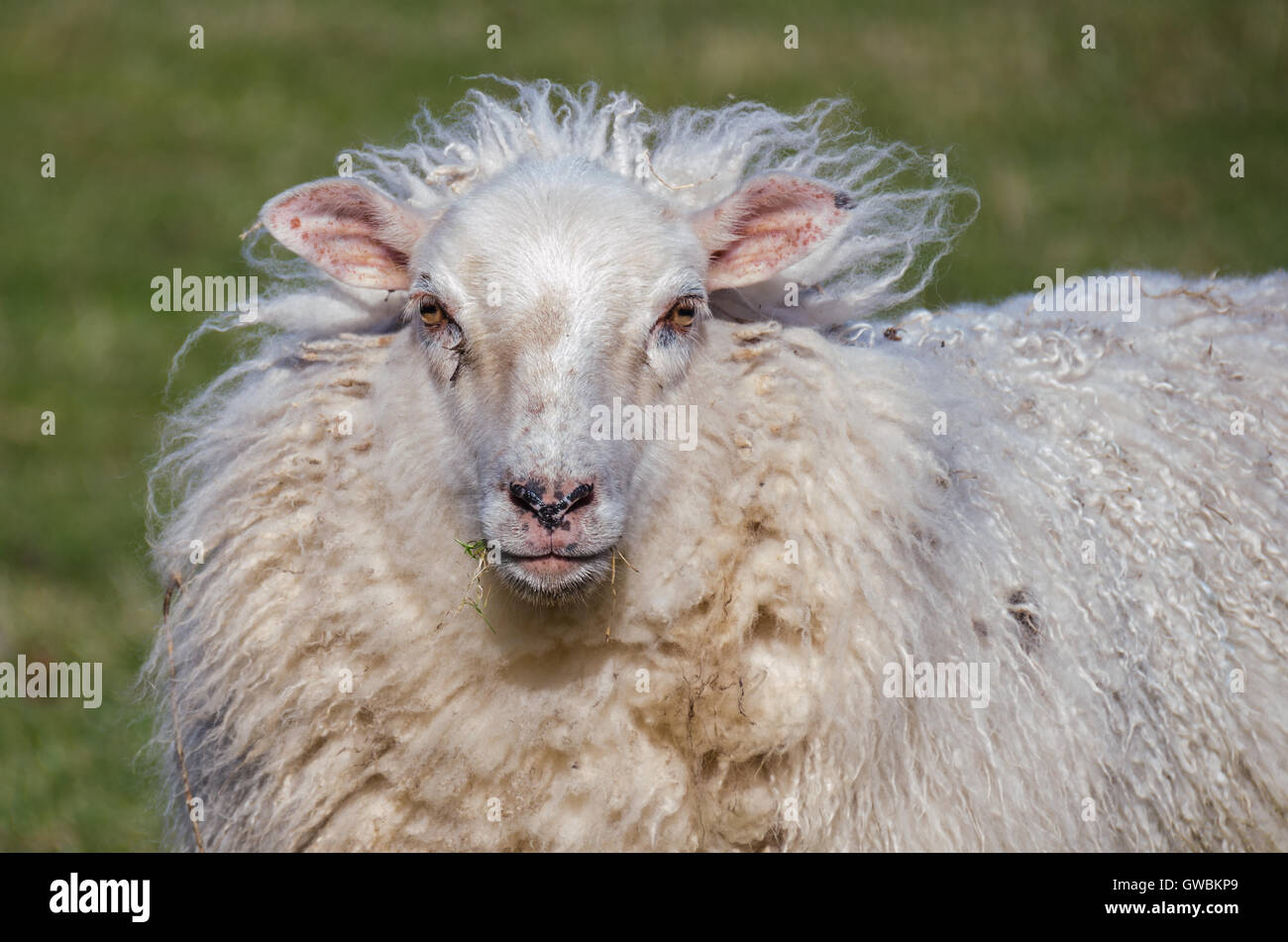 Portrait Of An Intelligent Looking Sheep Stock Photo - Alamy