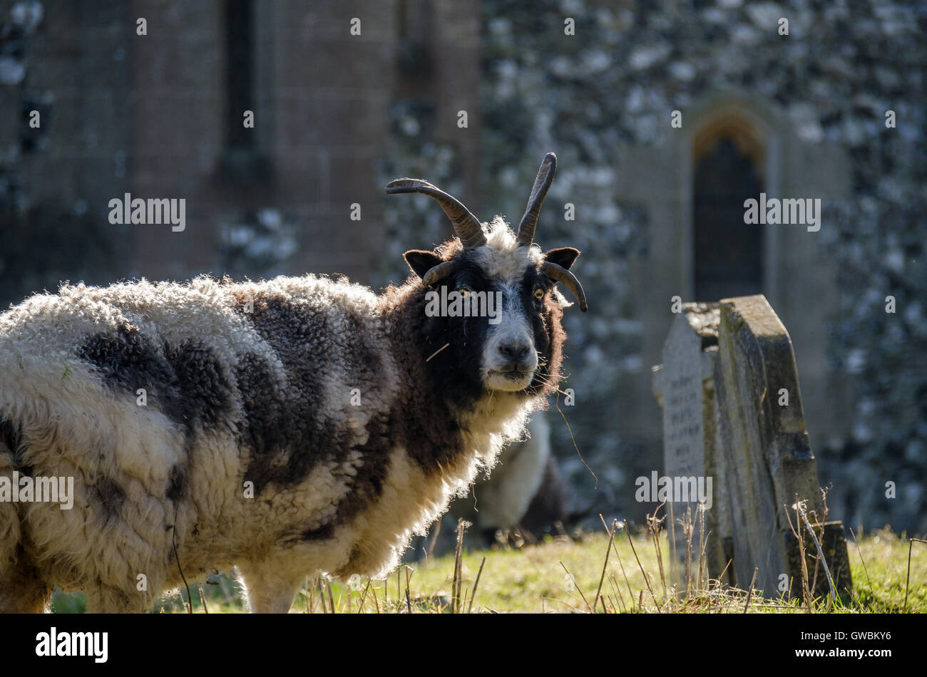 Old goat hi-res stock photography and images - Alamy