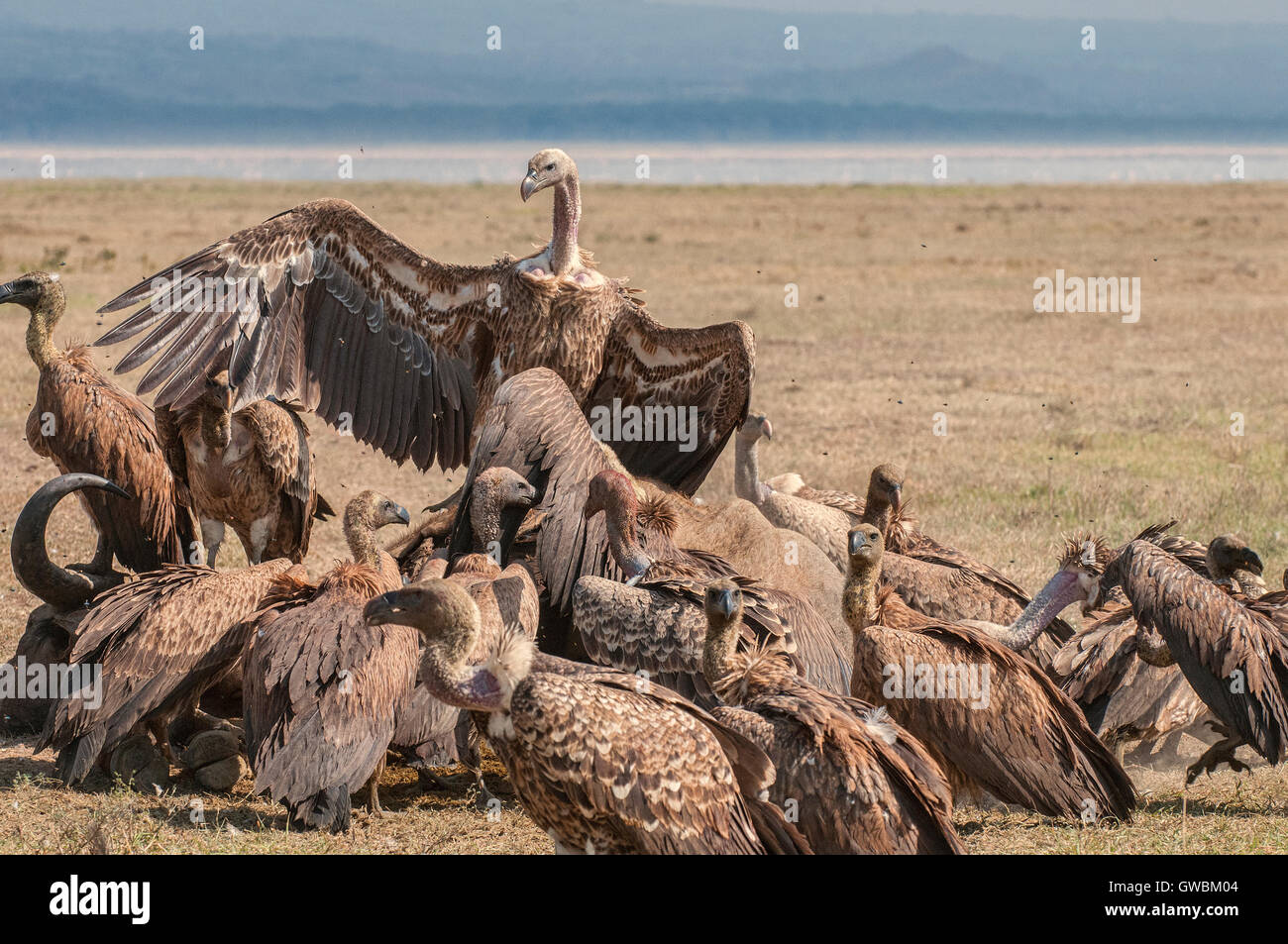Vulture death vultures africa hi-res stock photography and images - Alamy
