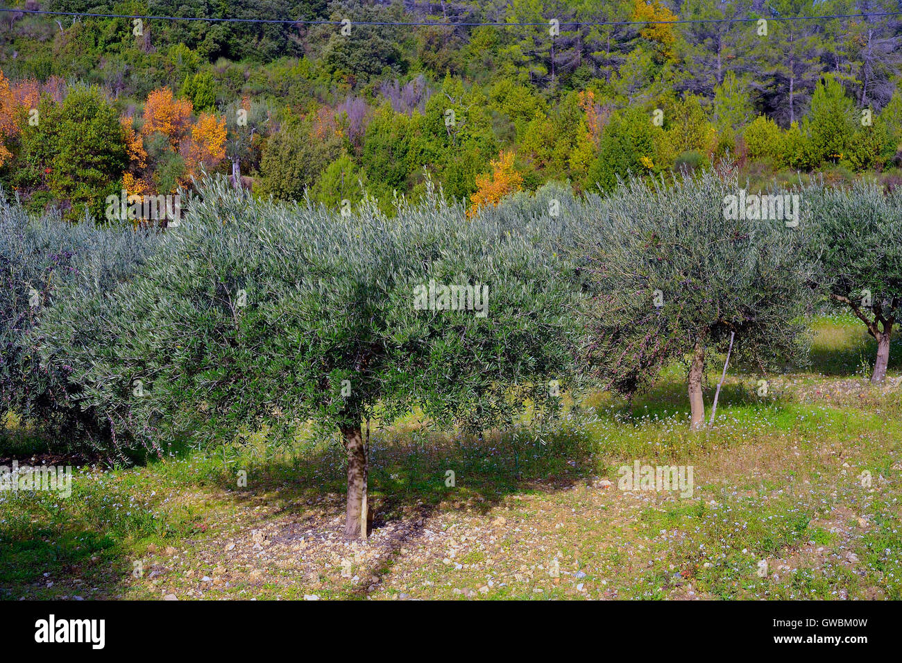 Olives on the tree, the olive-tree which produces its fruits which one ...
