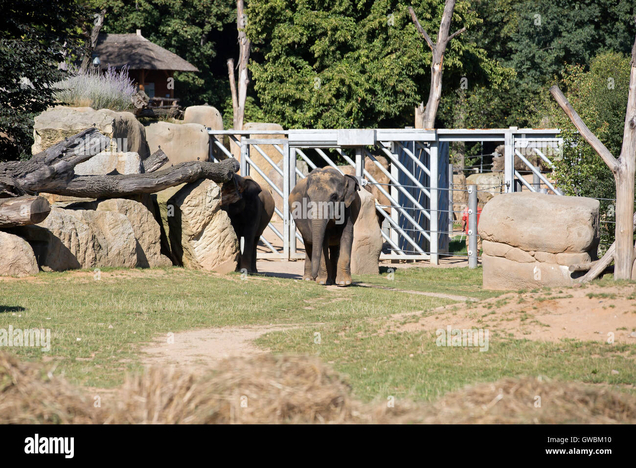 There are seven elephants in Elephant Valley, Prague Zoo, Czech ...