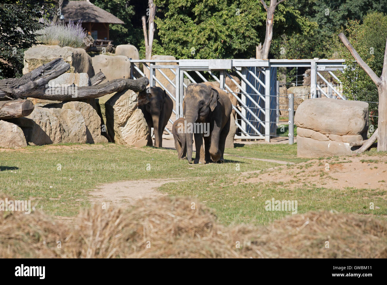 There are seven elephants in Elephant Valley, Prague Zoo, Czech ...