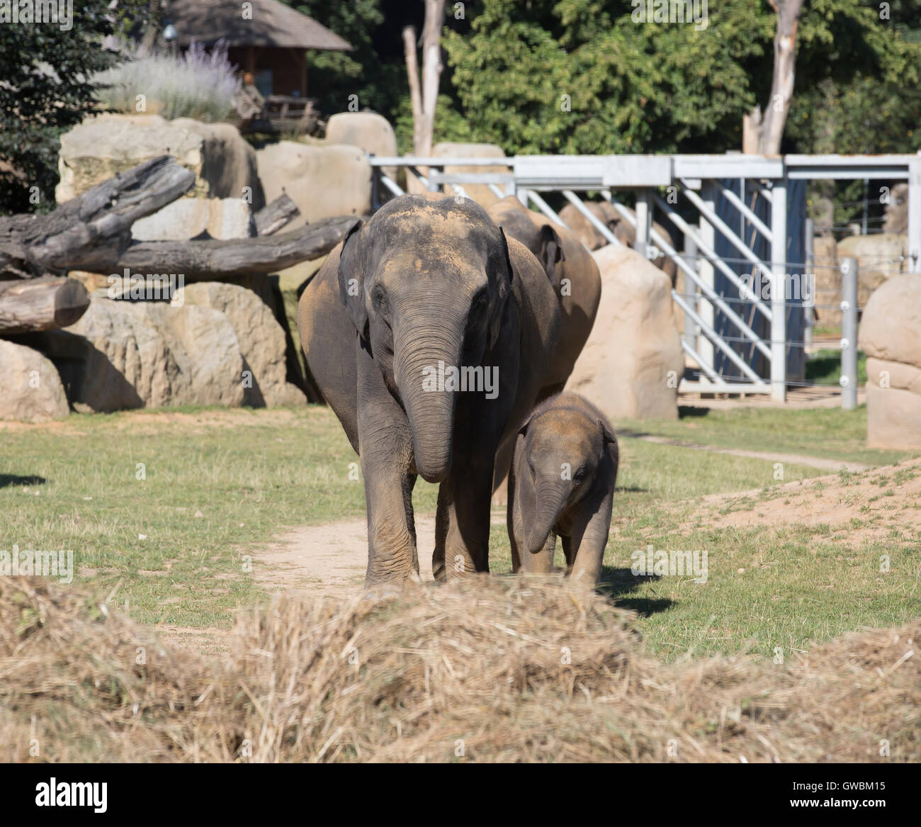 There are seven elephants in Elephant Valley, Prague Zoo, Czech ...