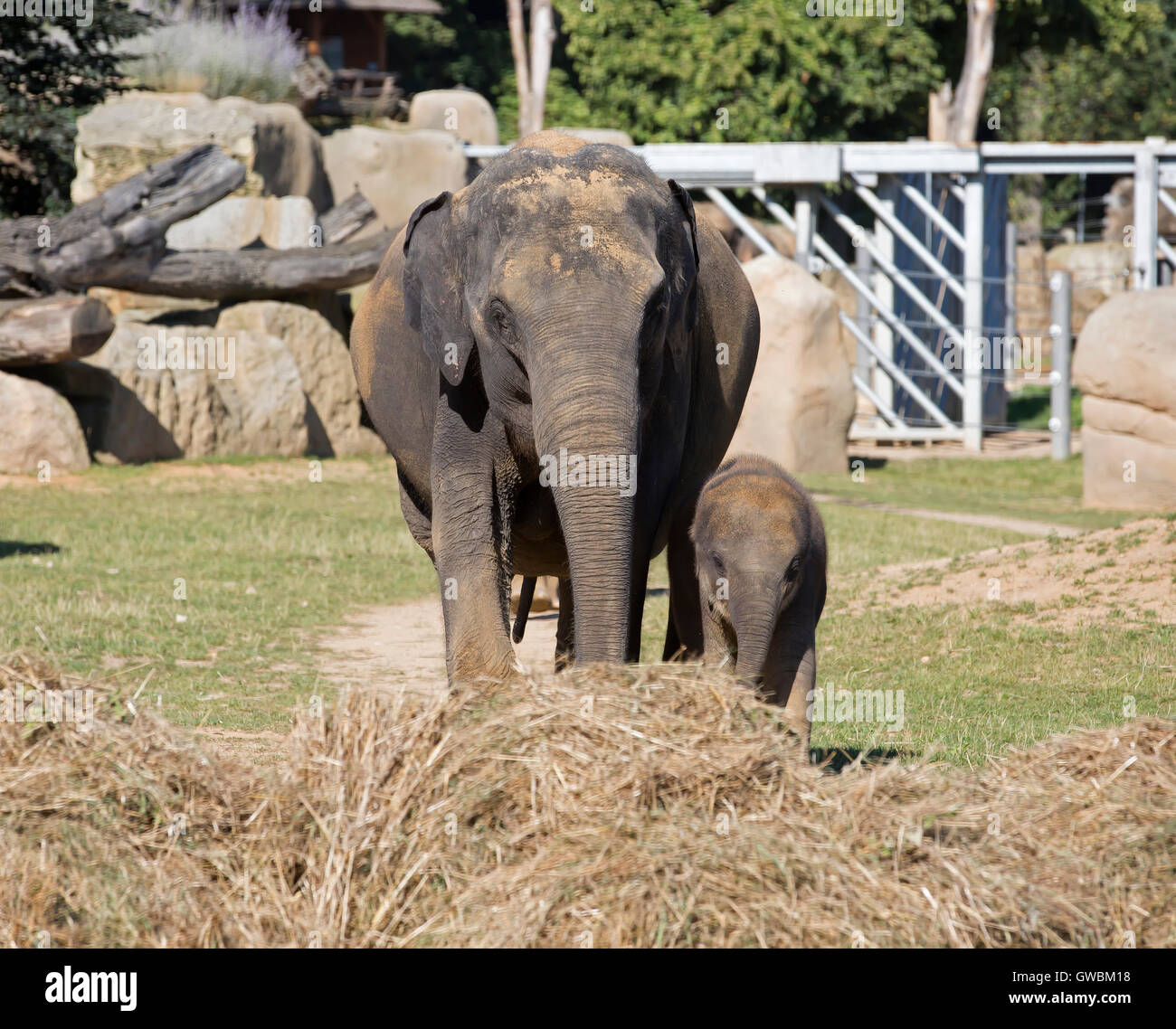 There are seven elephants in Elephant Valley, Prague Zoo, Czech ...