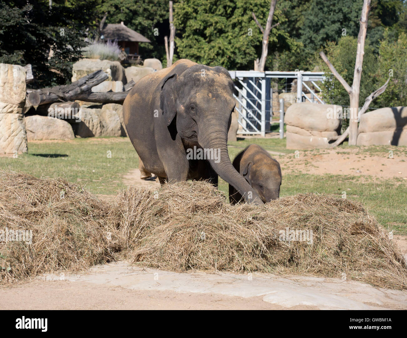Elephant faeces hi-res stock photography and images - Alamy