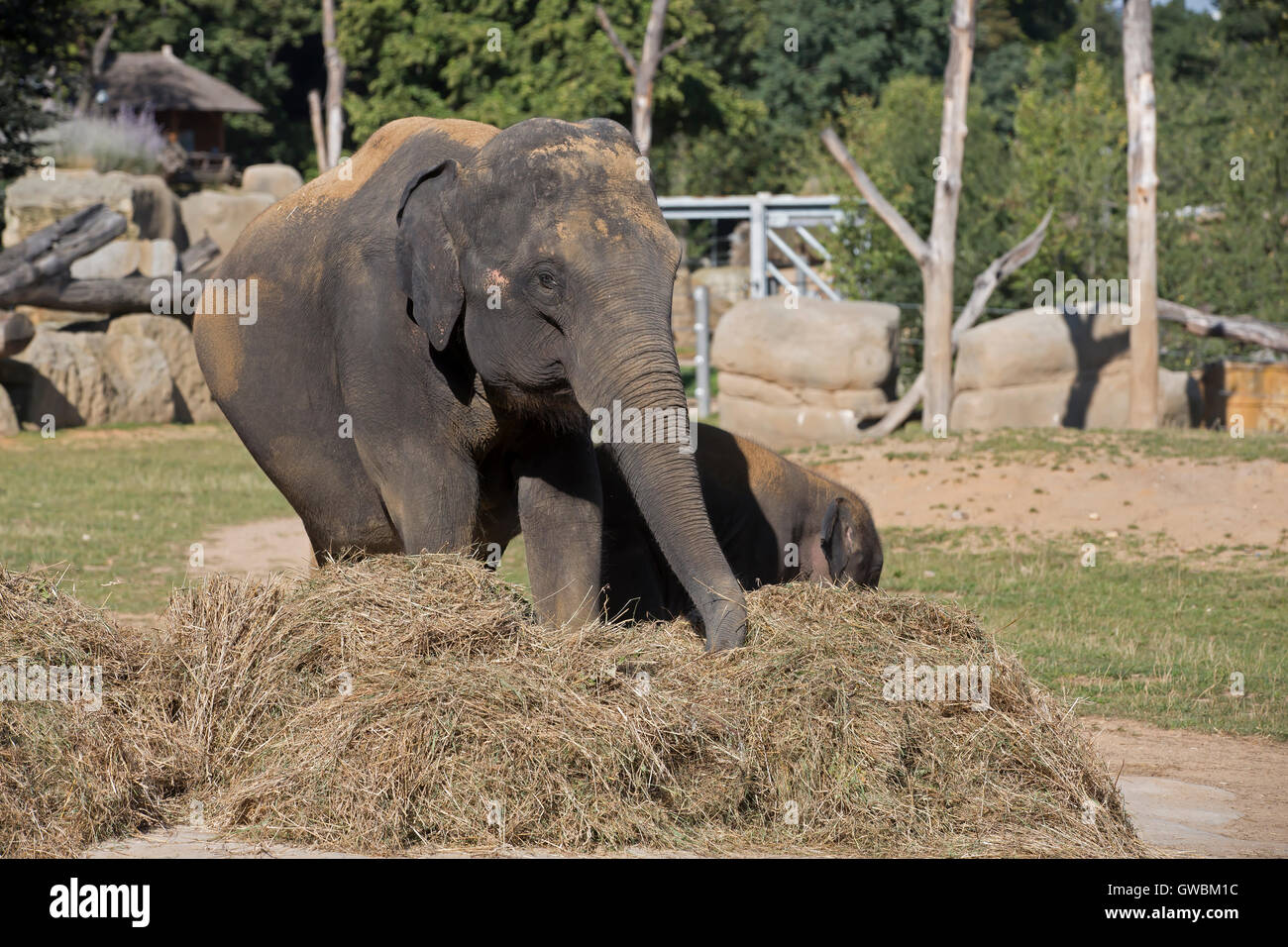 Elephant faeces hi-res stock photography and images - Alamy