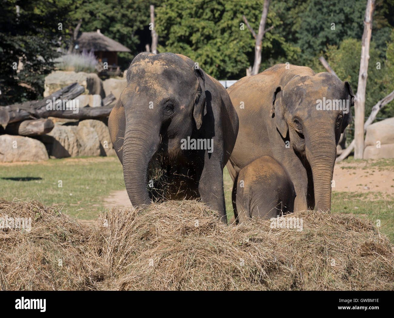 Elephant Faeces High Resolution Stock Photography and Images - Alamy