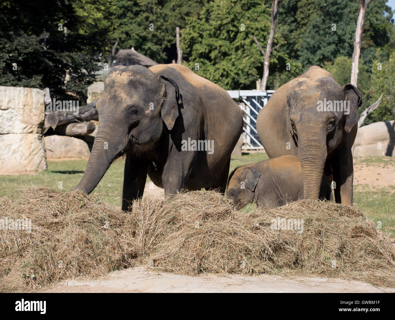 There are seven elephants in Elephant Valley, Prague Zoo, Czech ...