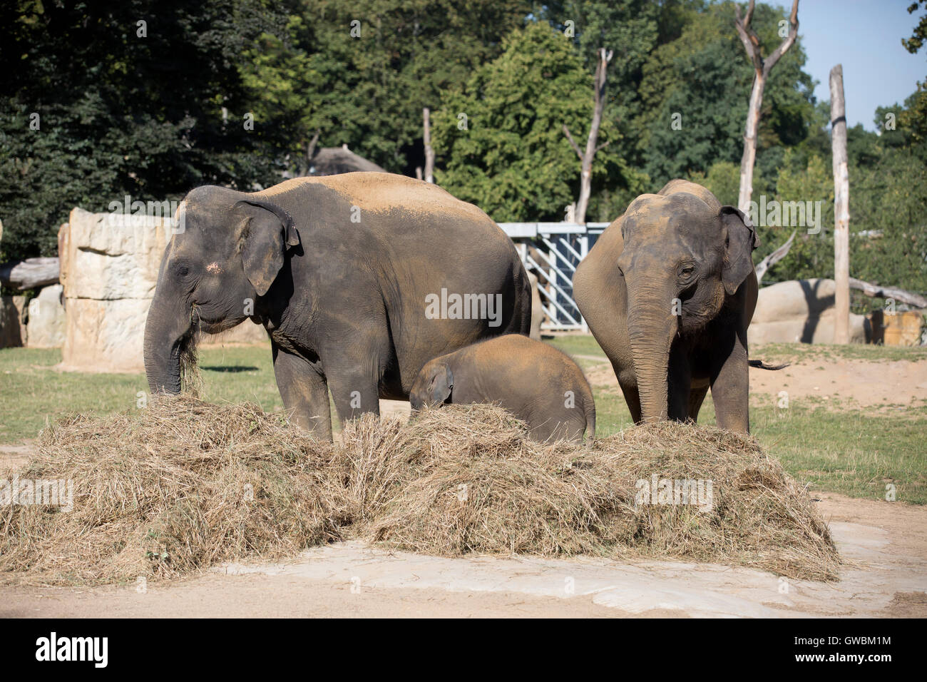 There are seven elephants in Elephant Valley, Prague Zoo, Czech ...