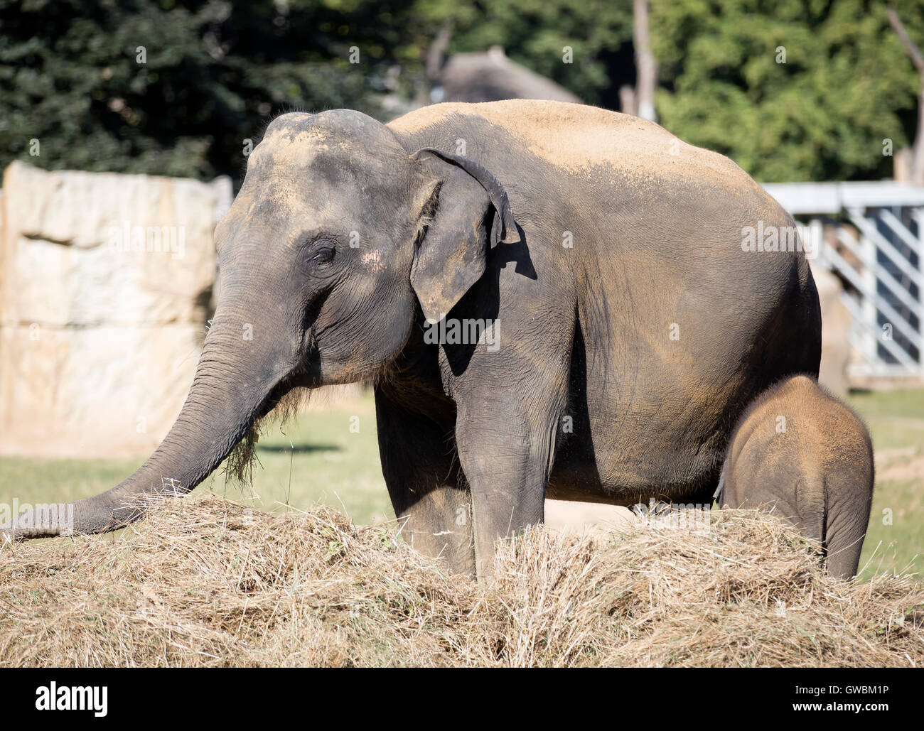There are seven elephants in Elephant Valley, Prague Zoo, Czech ...