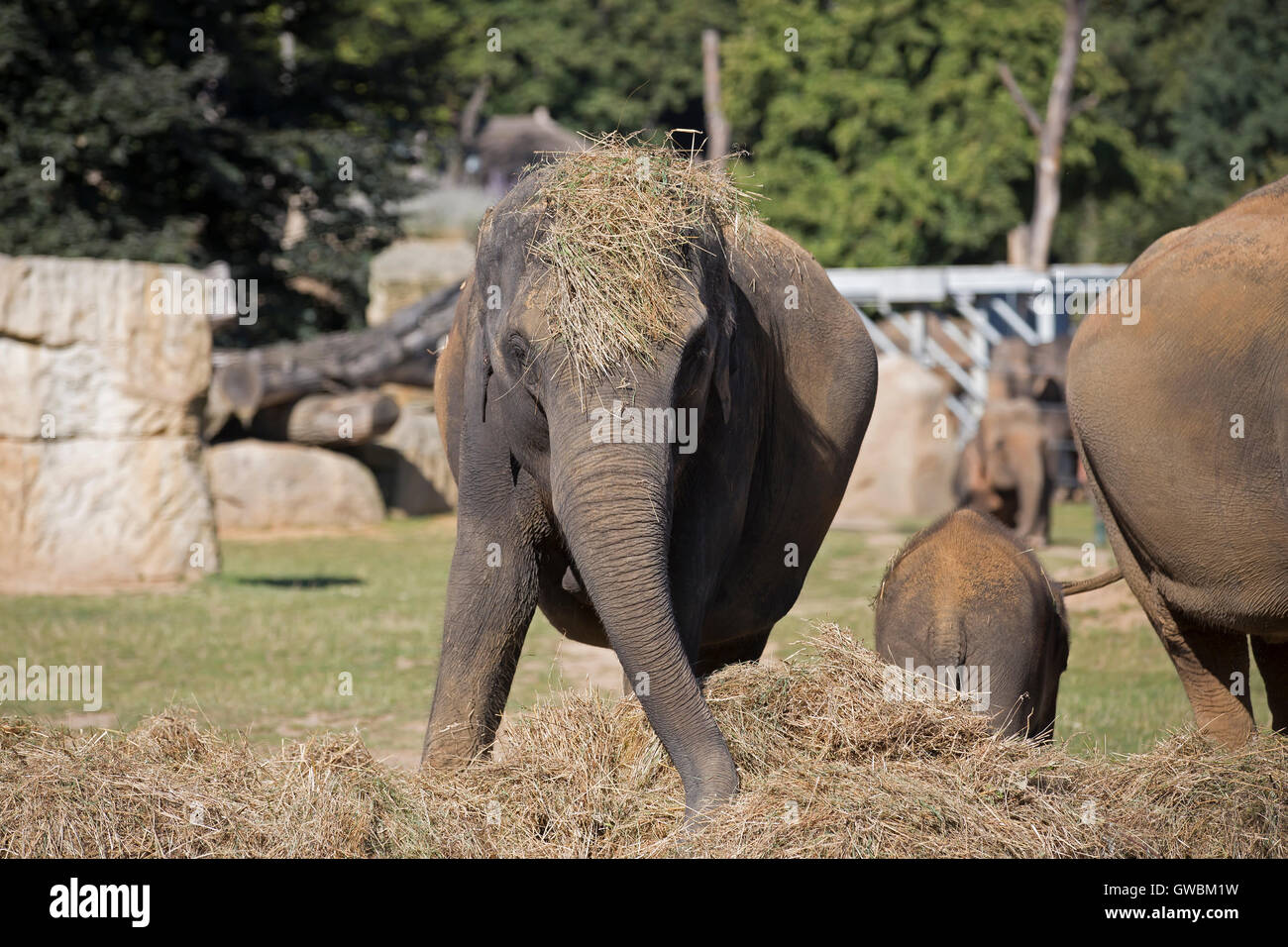 There are seven elephants in Elephant Valley, Prague Zoo, Czech ...