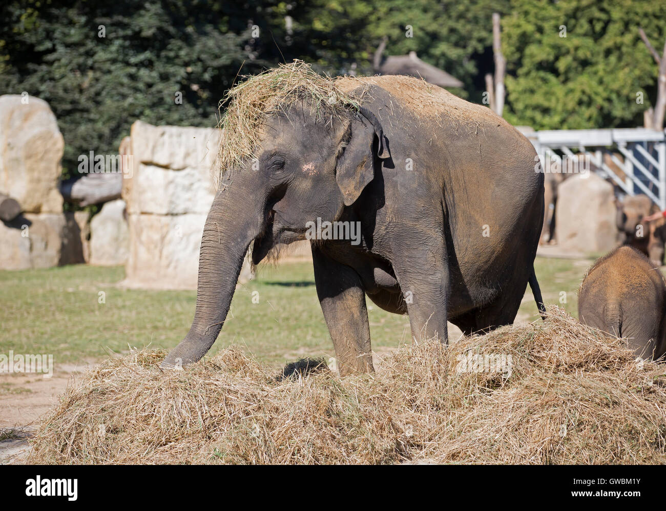 There are seven elephants in Elephant Valley, Prague Zoo, Czech ...