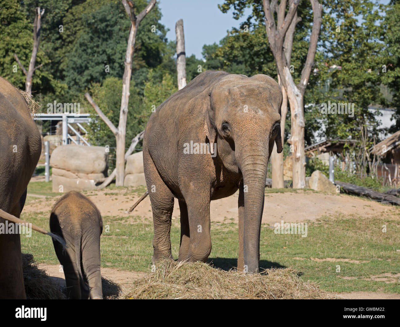 There are seven elephants in Elephant Valley, Prague Zoo, Czech ...