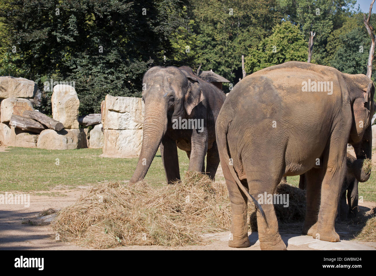 There are seven elephants in Elephant Valley, Prague Zoo, Czech ...